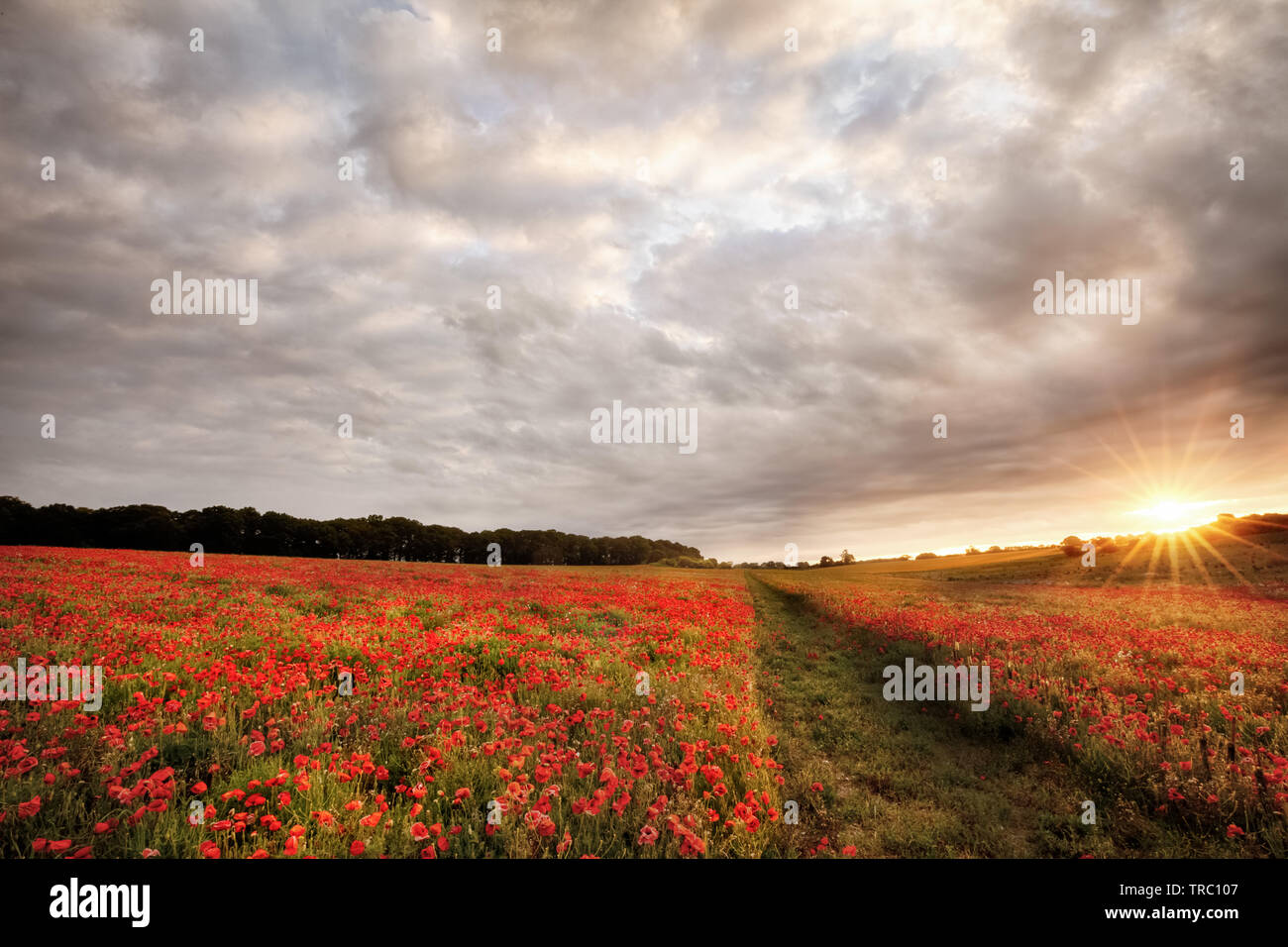 Poppy landscape scene with sunrise and clouds Stock Photo - Alamy