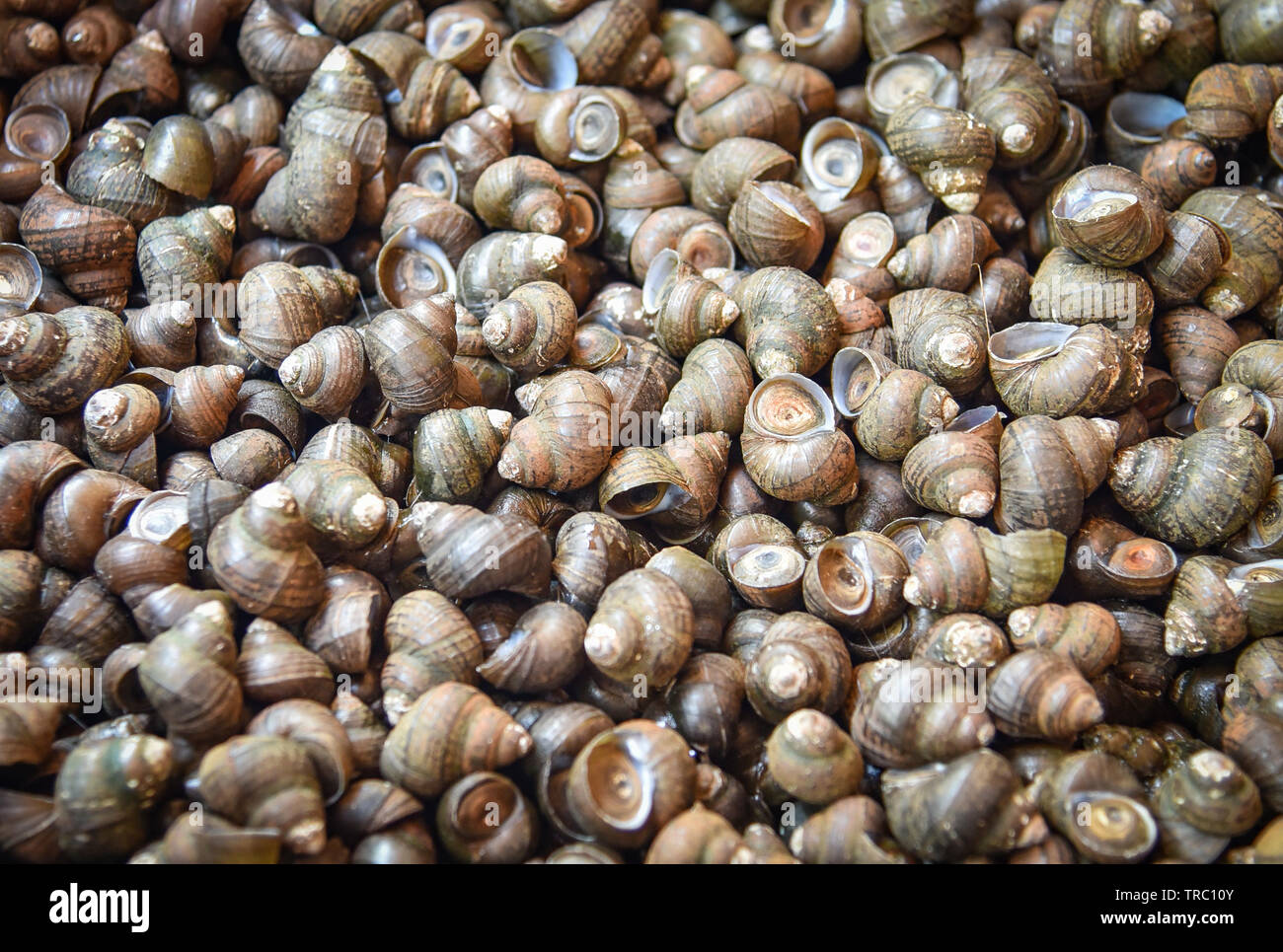 River snail hi-res stock photography and images - Alamy
