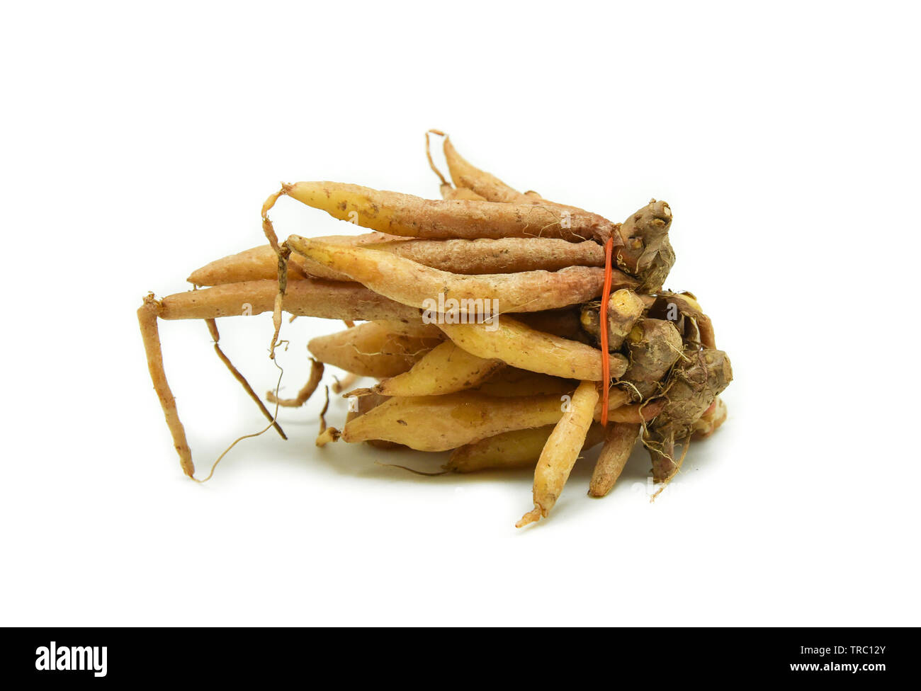 Fingerroot isolated on white background / Other names Chinese Ginger ...