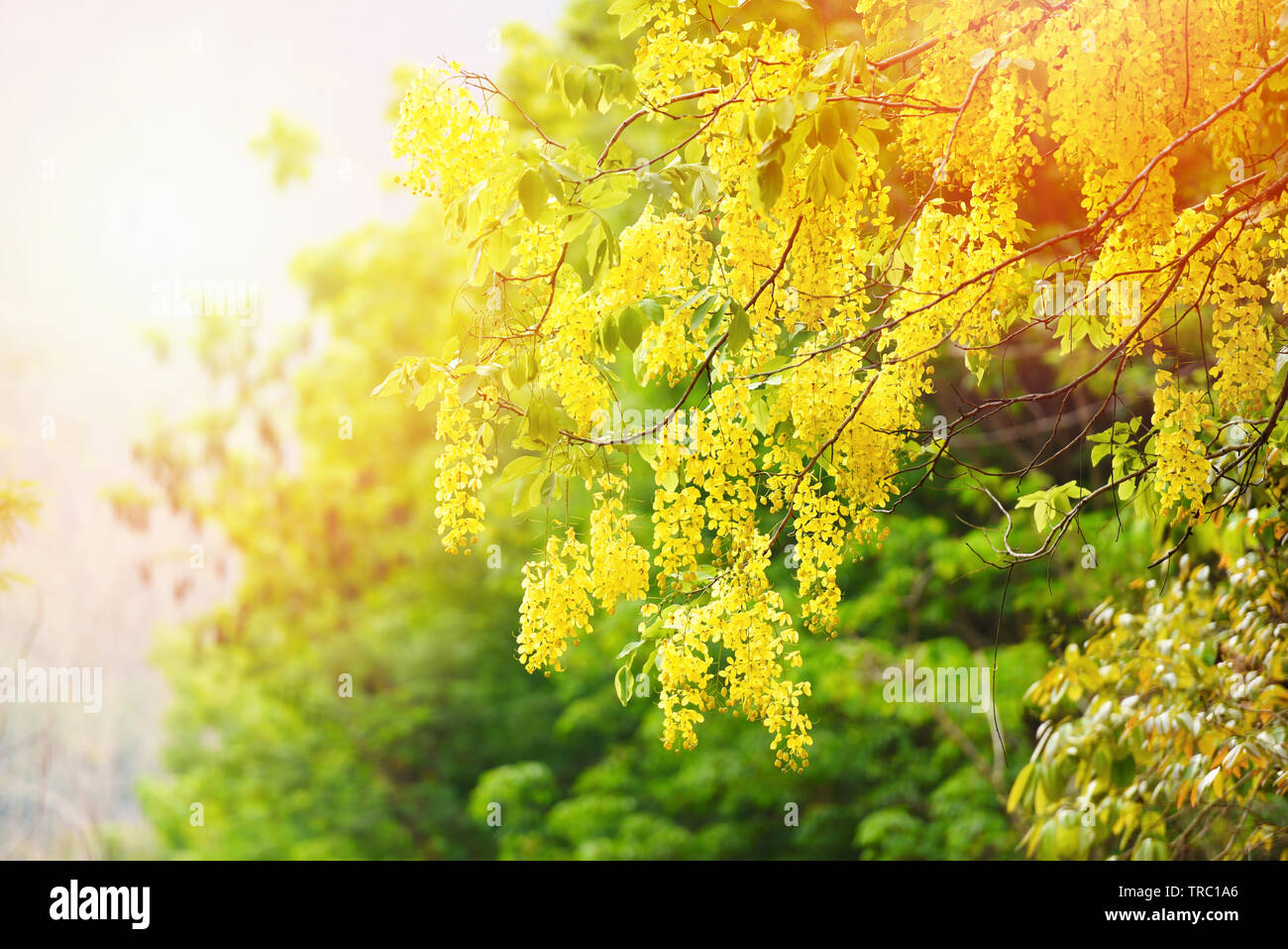 Golden shower hi-res stock photography and images - Alamy