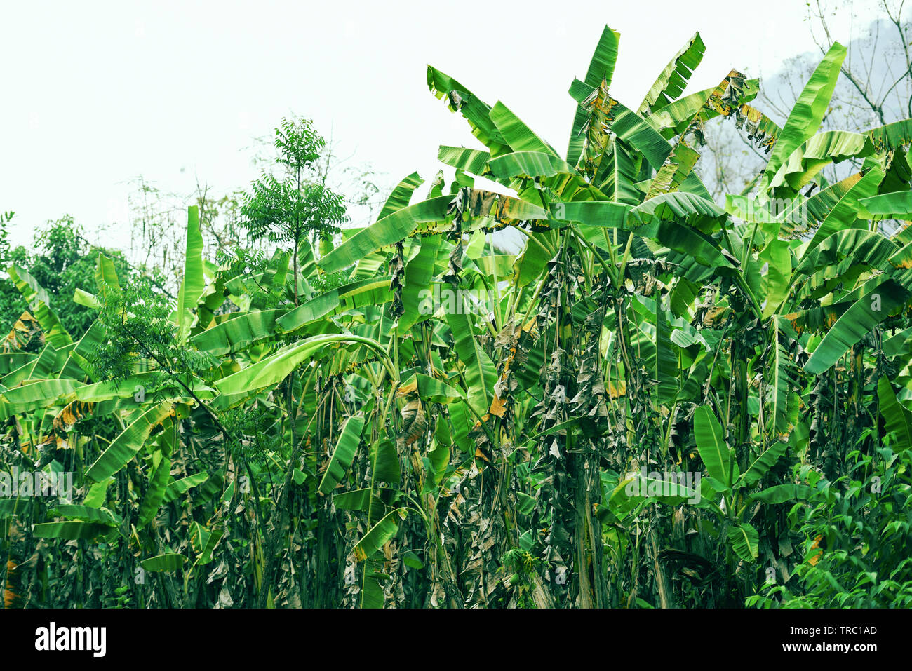 tropical plant banana tree growing in the banana field green jungle ...