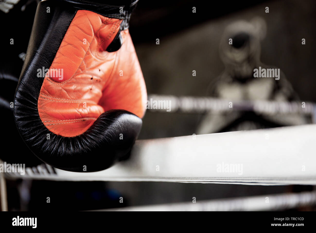 Boxing gloves hanging on rope of the boxing ring Stock Photo - Alamy