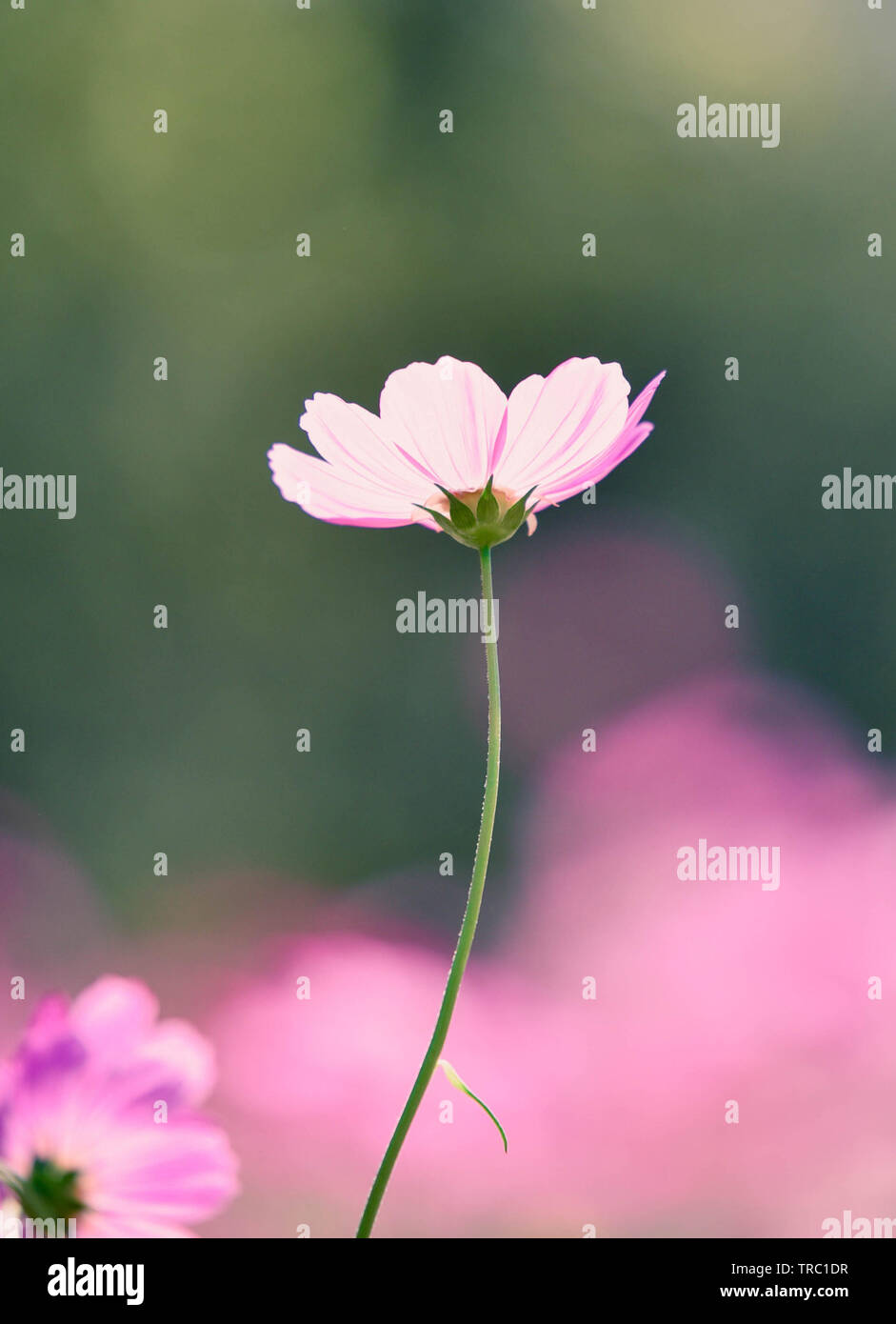 Spring cosmos flower pink blooming in the garden colorful field ...
