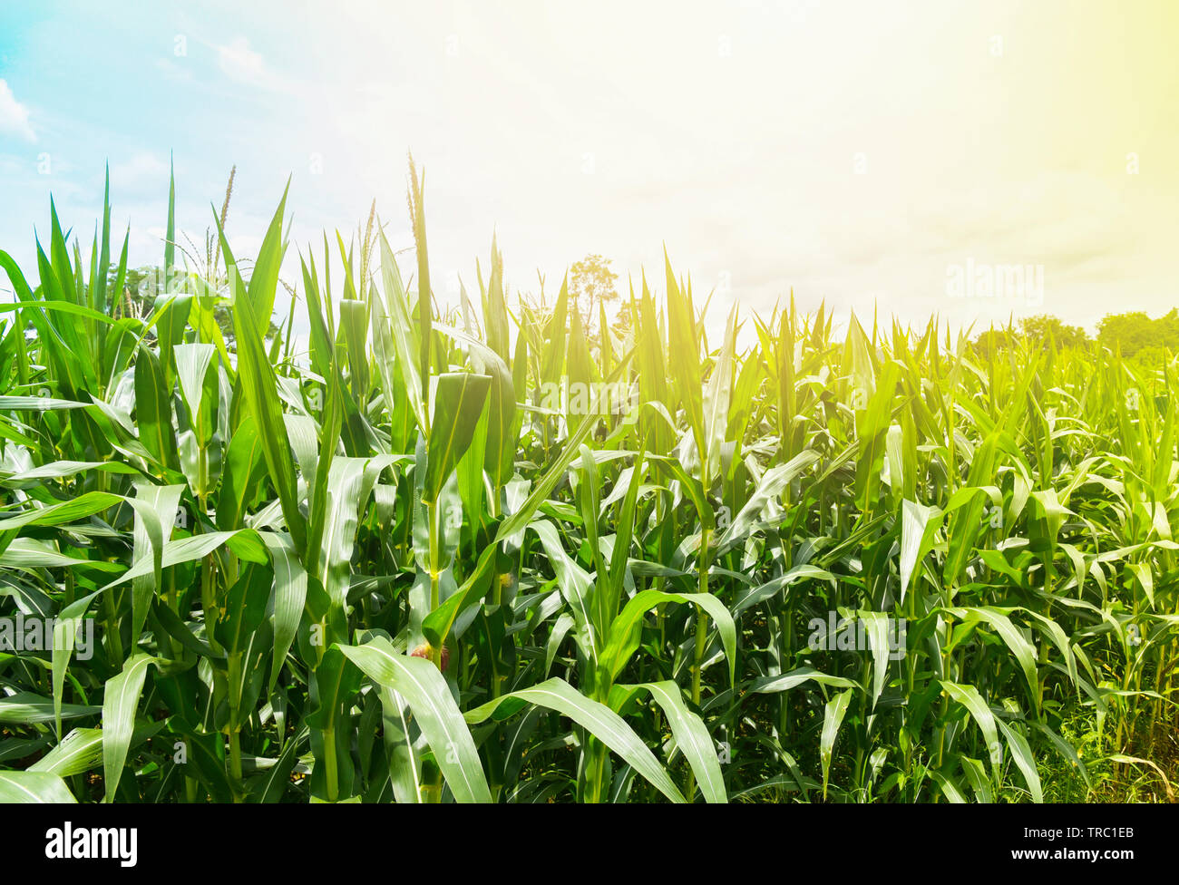 Green corn field growing up in the plantation crop corn farming ...