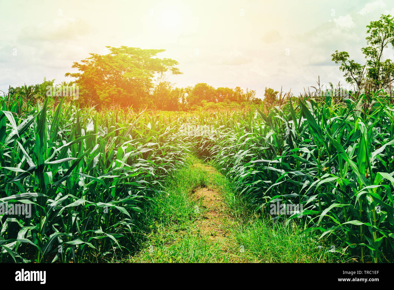 Green corn field growing up in the plantation crop corn farming ...