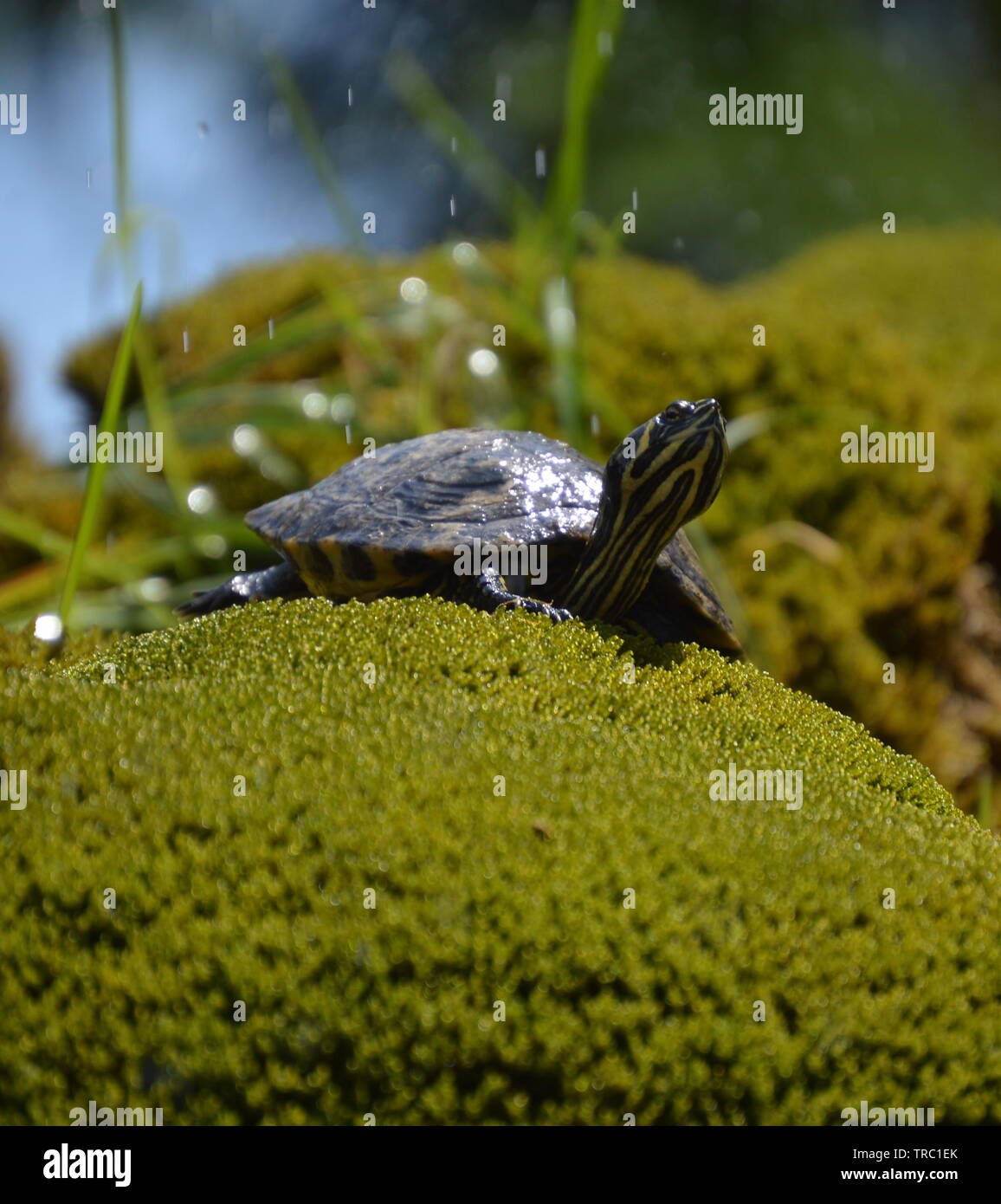 Slider turtle hi-res stock photography and images - Alamy