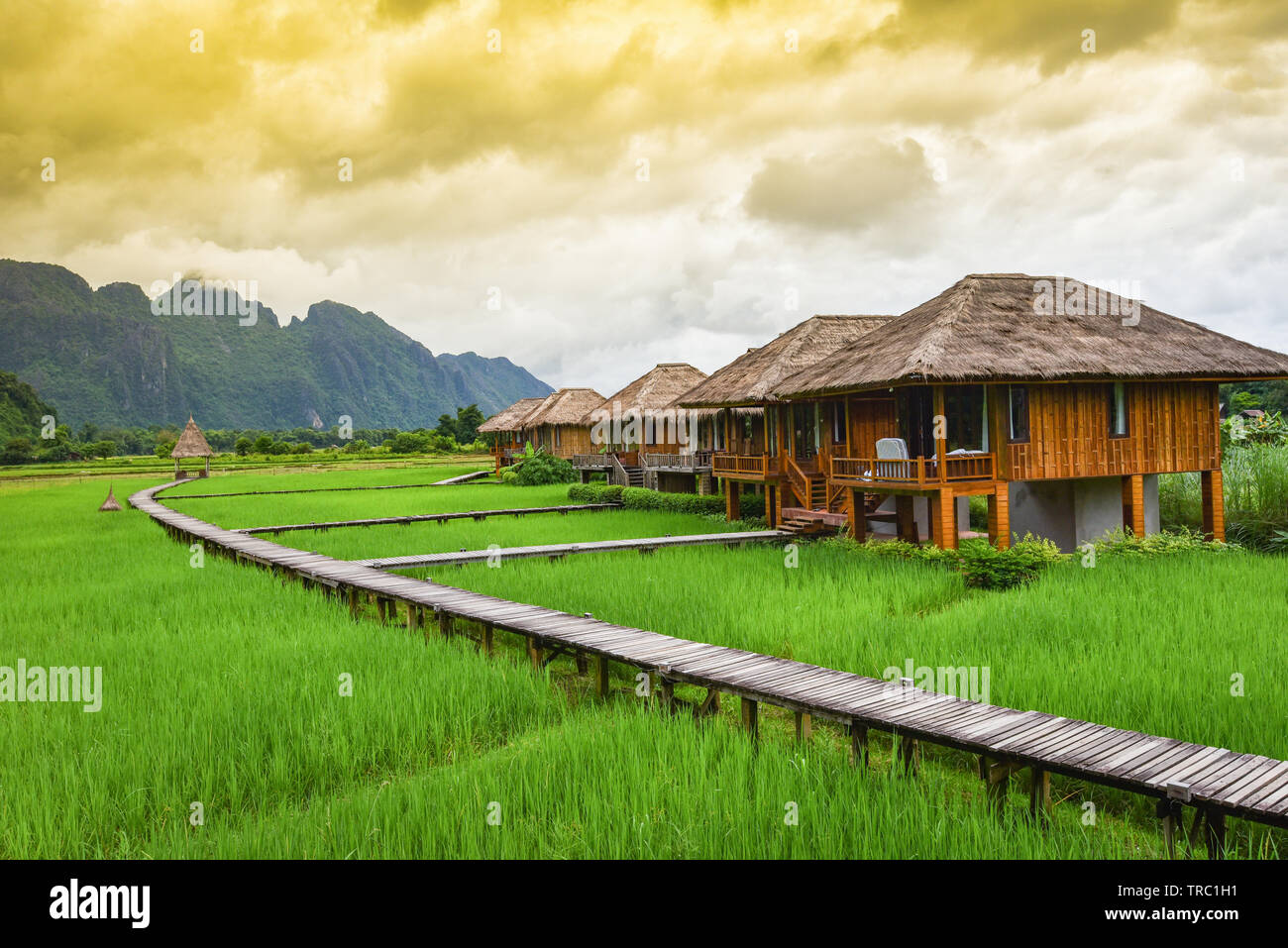 Asia Rice Field Landscape Vietnam, Rice Fields, River, Sunset,