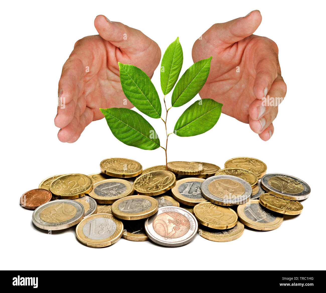 Sapling protectrd by hands Stock Photo - Alamy