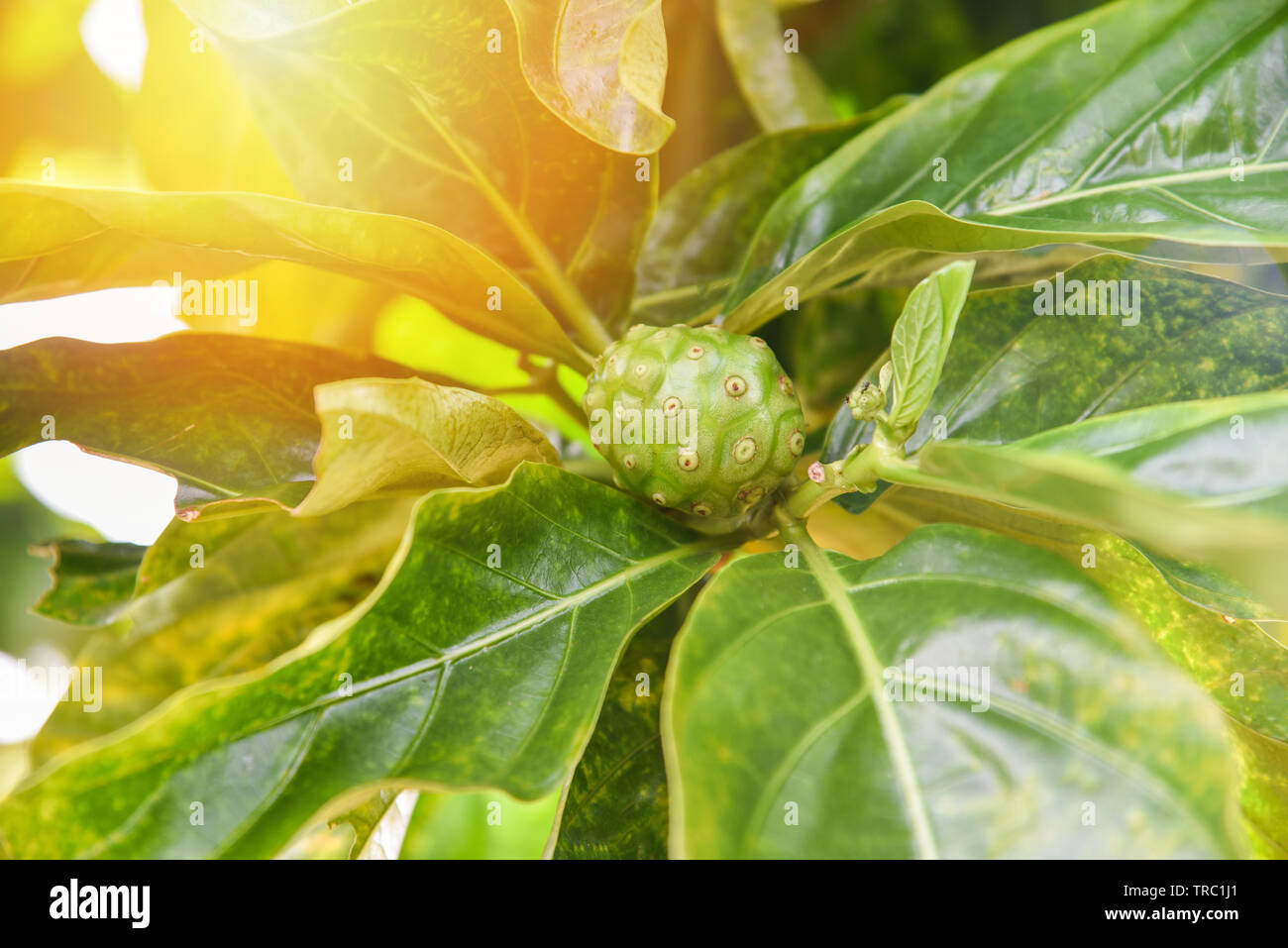Noni On Tree High Resolution Stock Photography and Images - Alamy