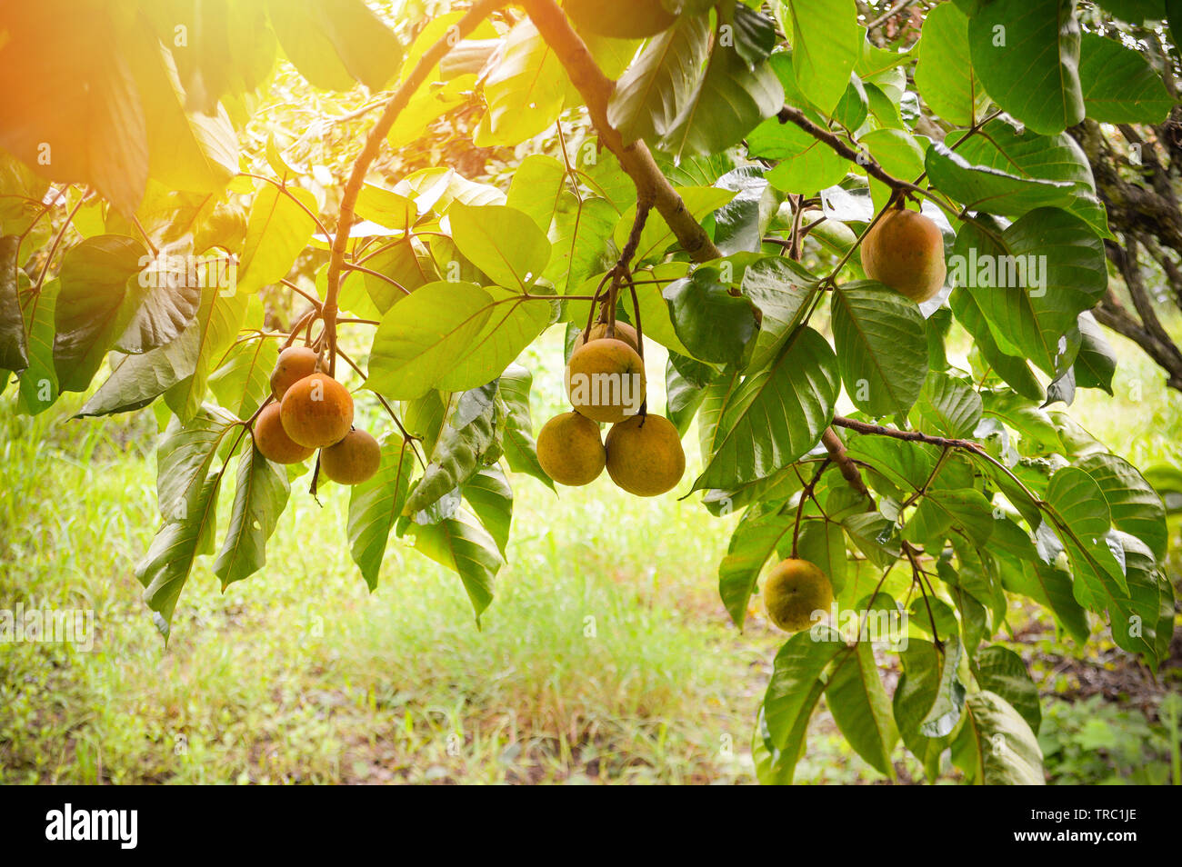 Santol fruit on the tree in the garden tropical fruit Stock Photo - Alamy