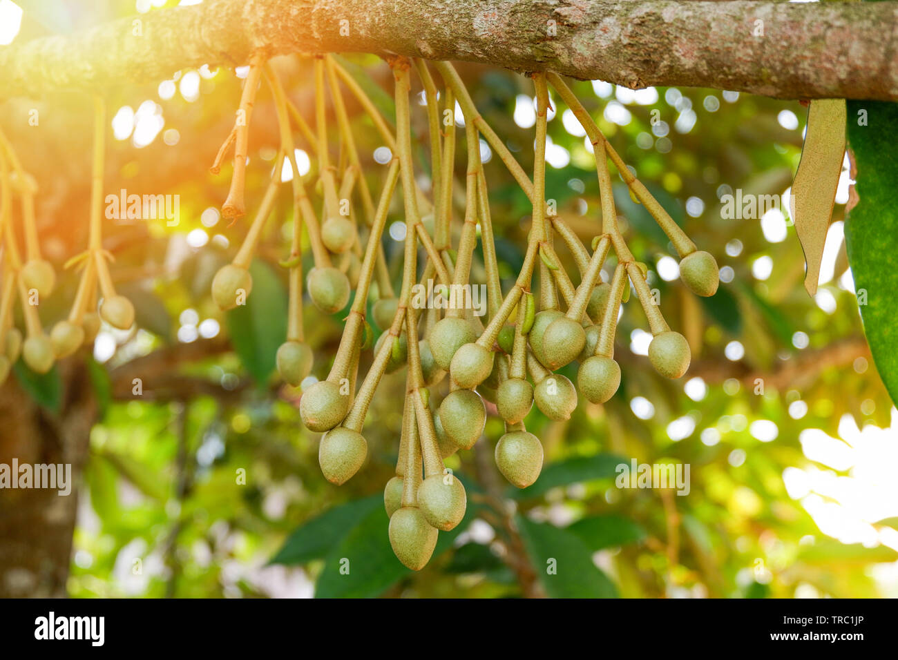 Durian Flower High Resolution Stock Photography and Images - Alamy
