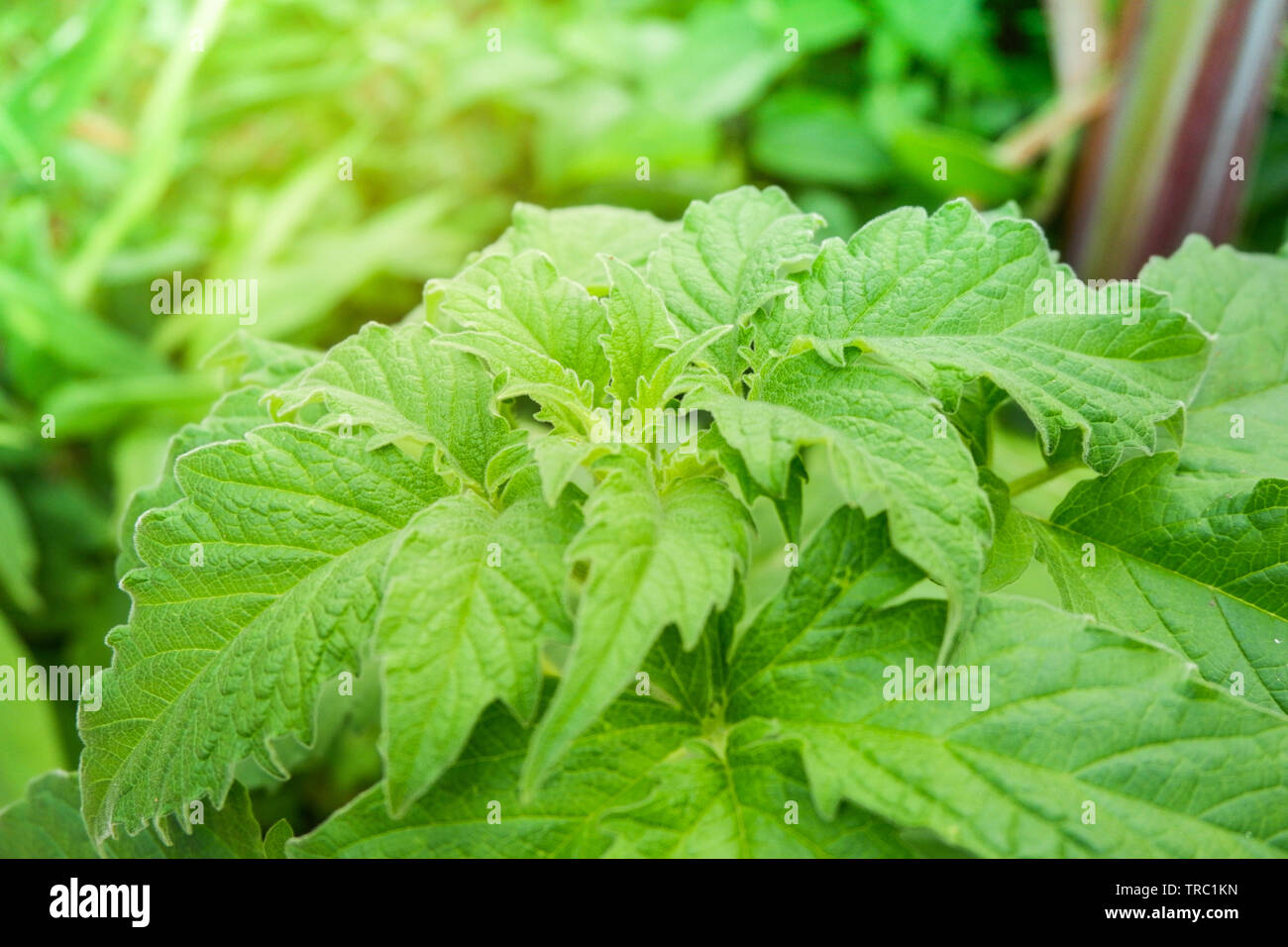 perilla leaves egoma / Green sesame leaf growing in the tree white ...
