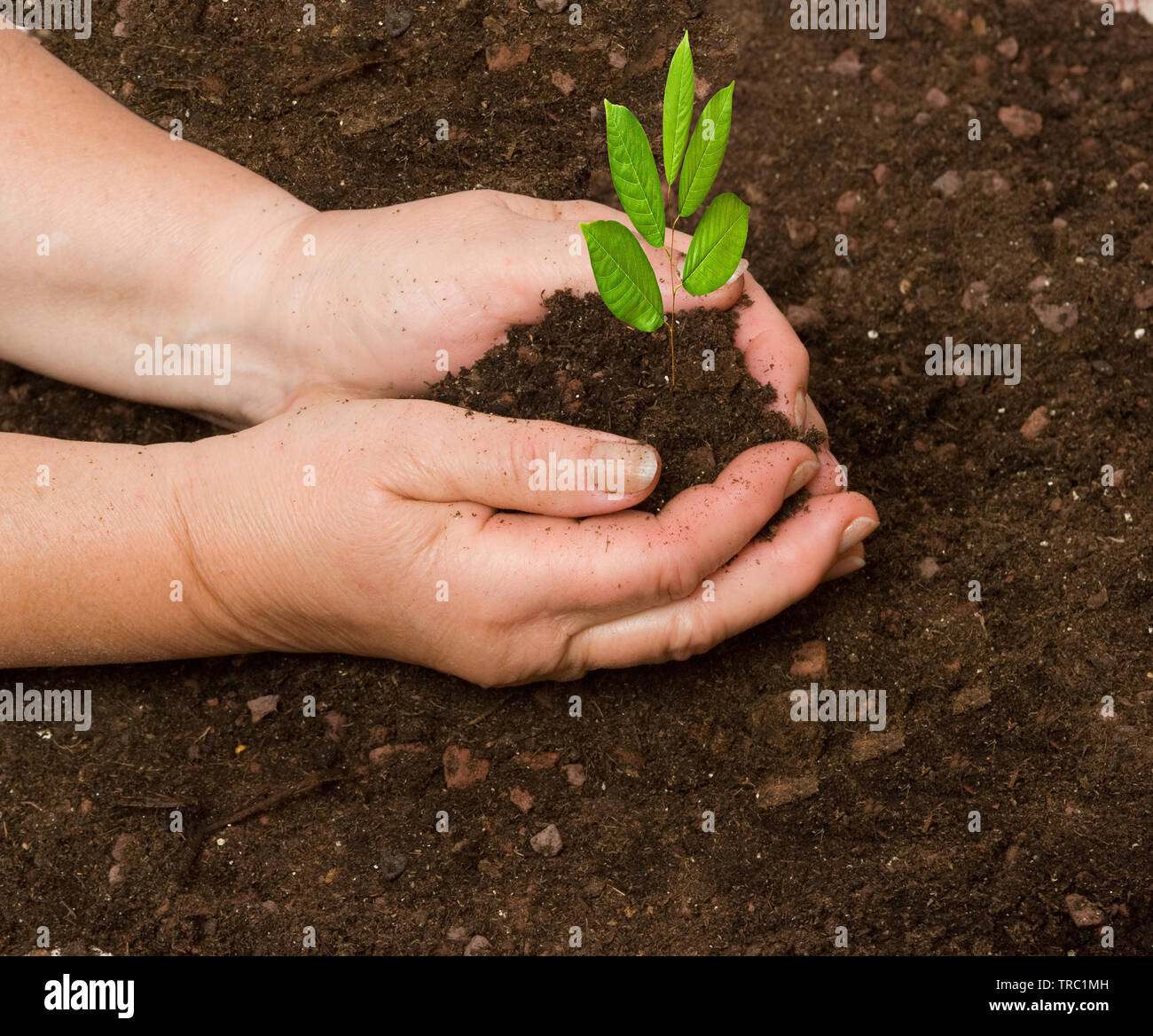 Planting a tree Stock Photo - Alamy