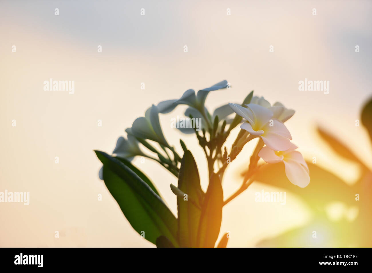 Frangipani flower or white plumeria on tree and sunset background Stock ...