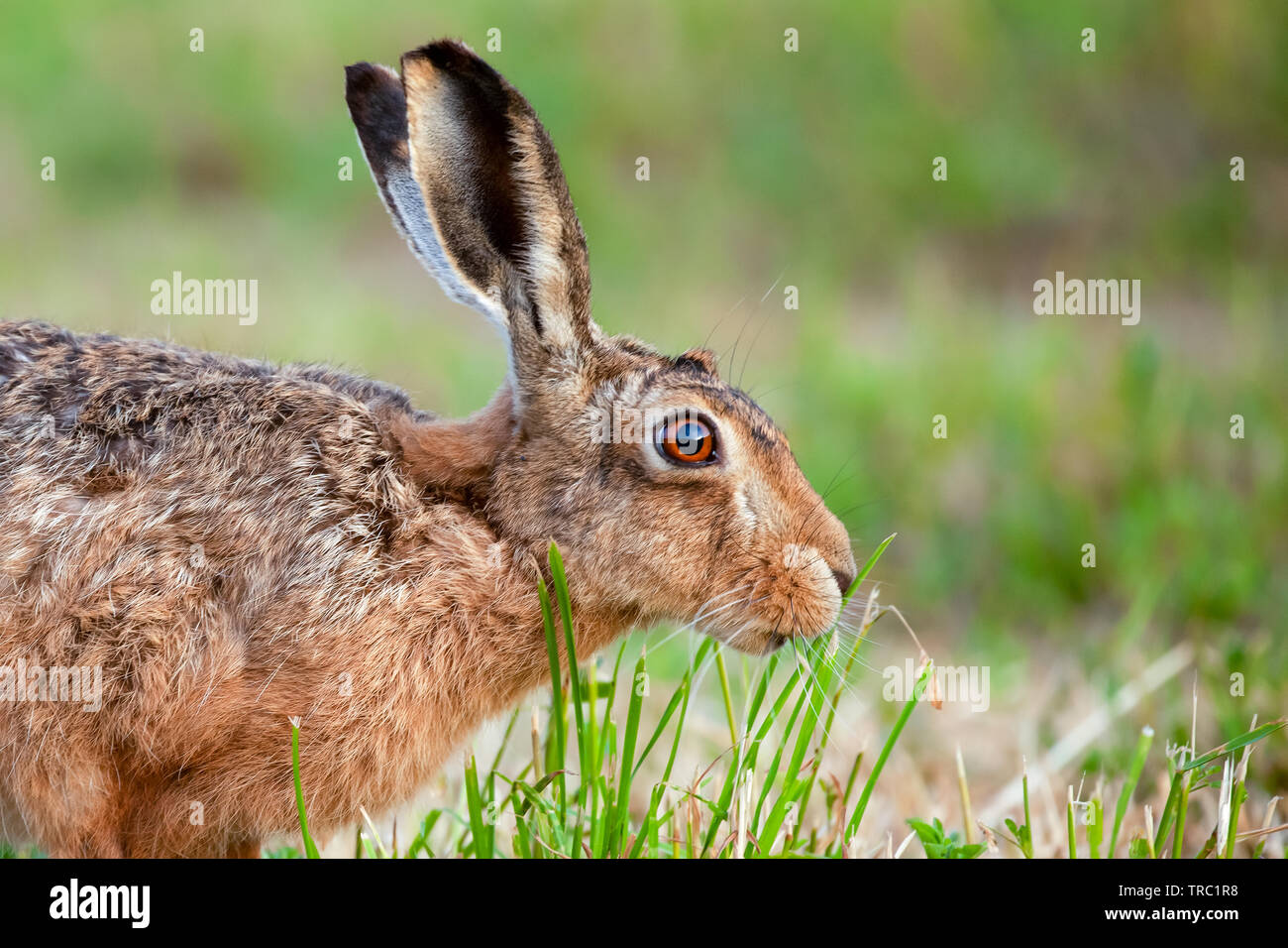 Hare side profile hi-res stock photography and images - Alamy