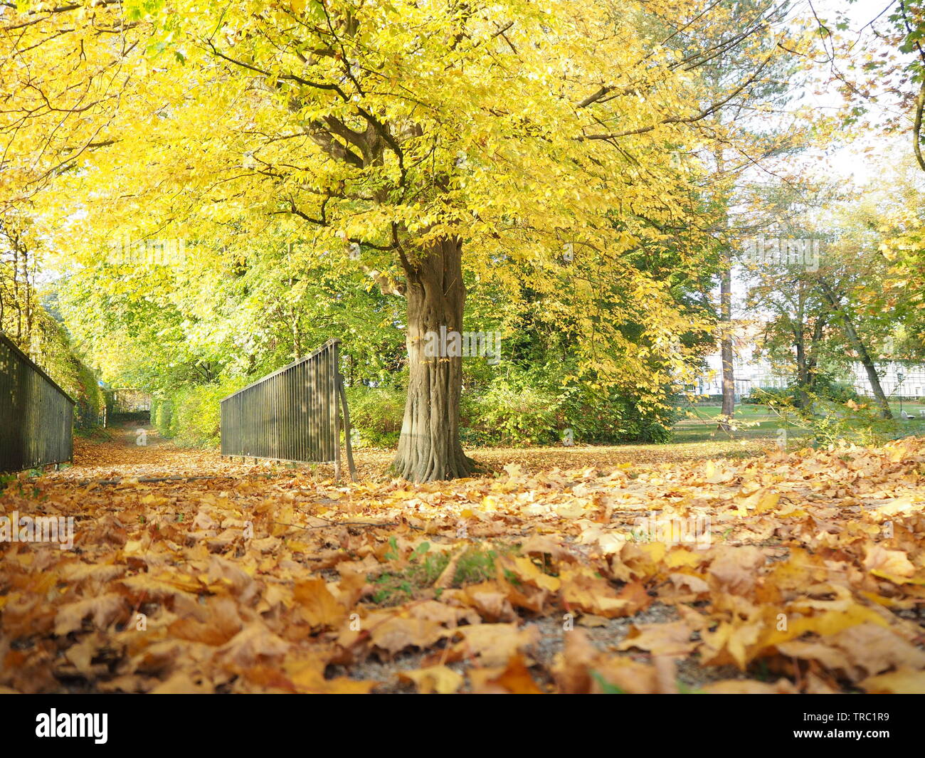 Autumn in the woods in beautiful brown, green and yellow colours Stock ...