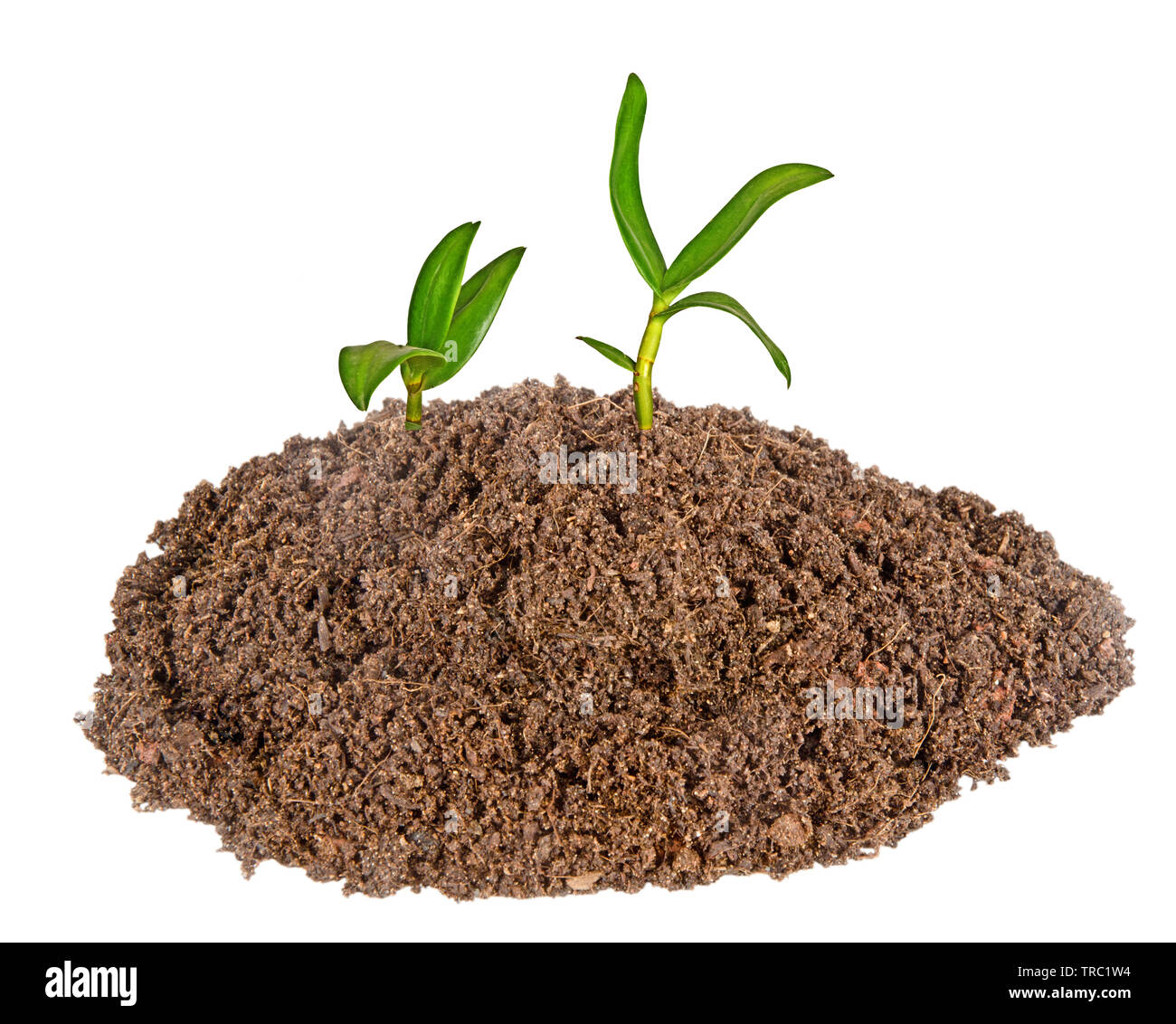 Orchid seedling hi-res stock photography and images - Alamy