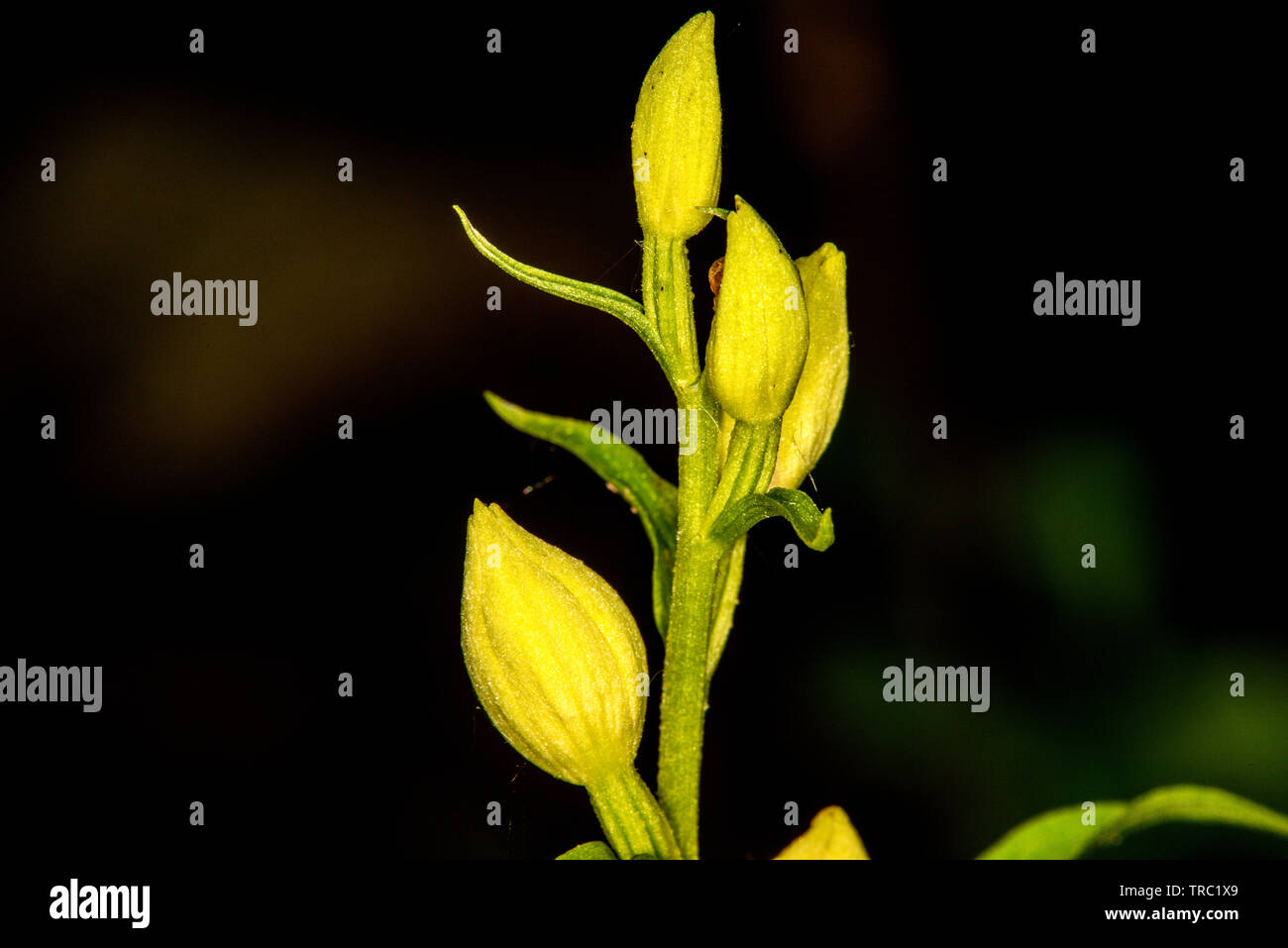 Broadleaf helleborine hi-res stock photography and images - Alamy