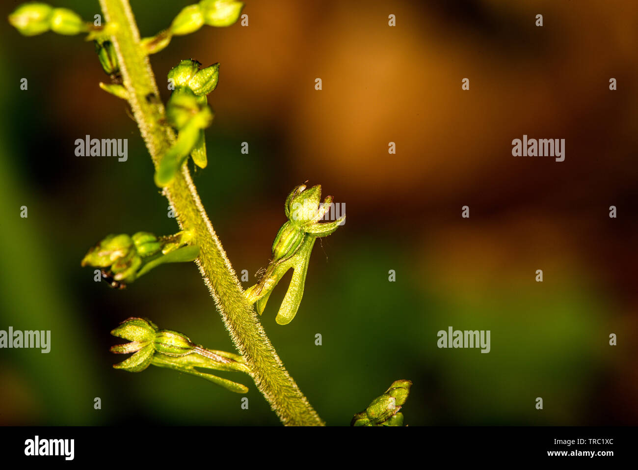 German flora hi-res stock photography and images - Alamy