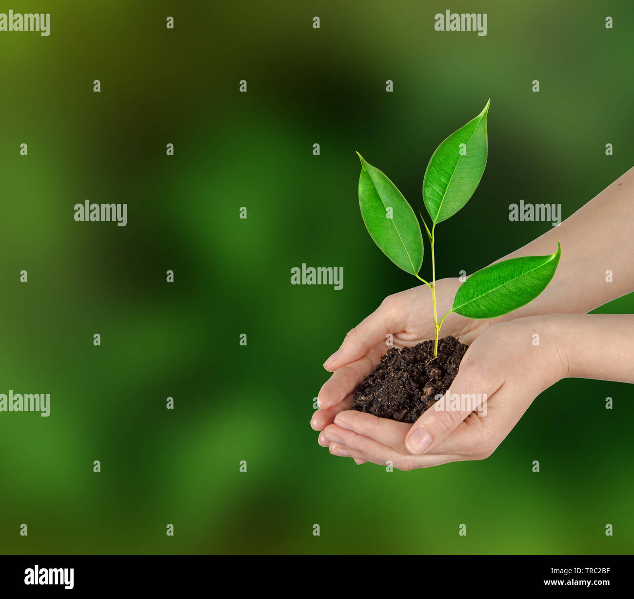 Sapling in hands Stock Photo - Alamy