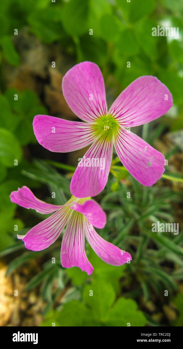 Little pink flowers hi-res stock photography and images - Alamy