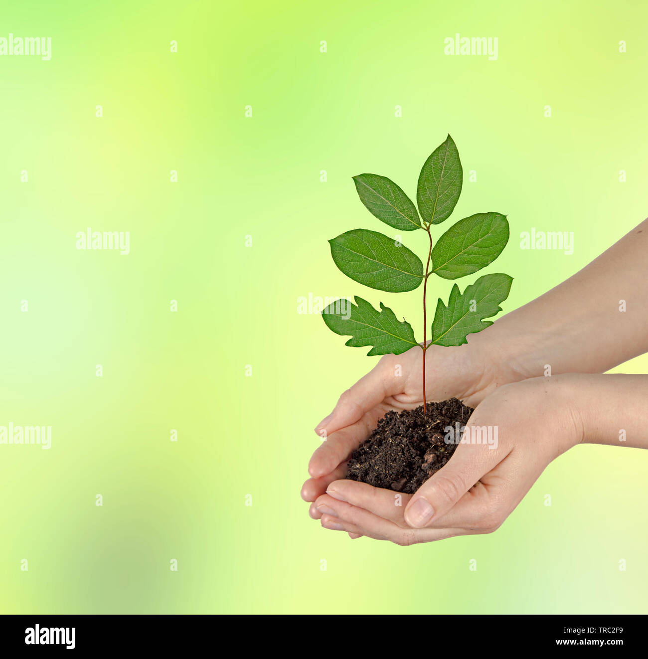 Sapling in hands Stock Photo - Alamy