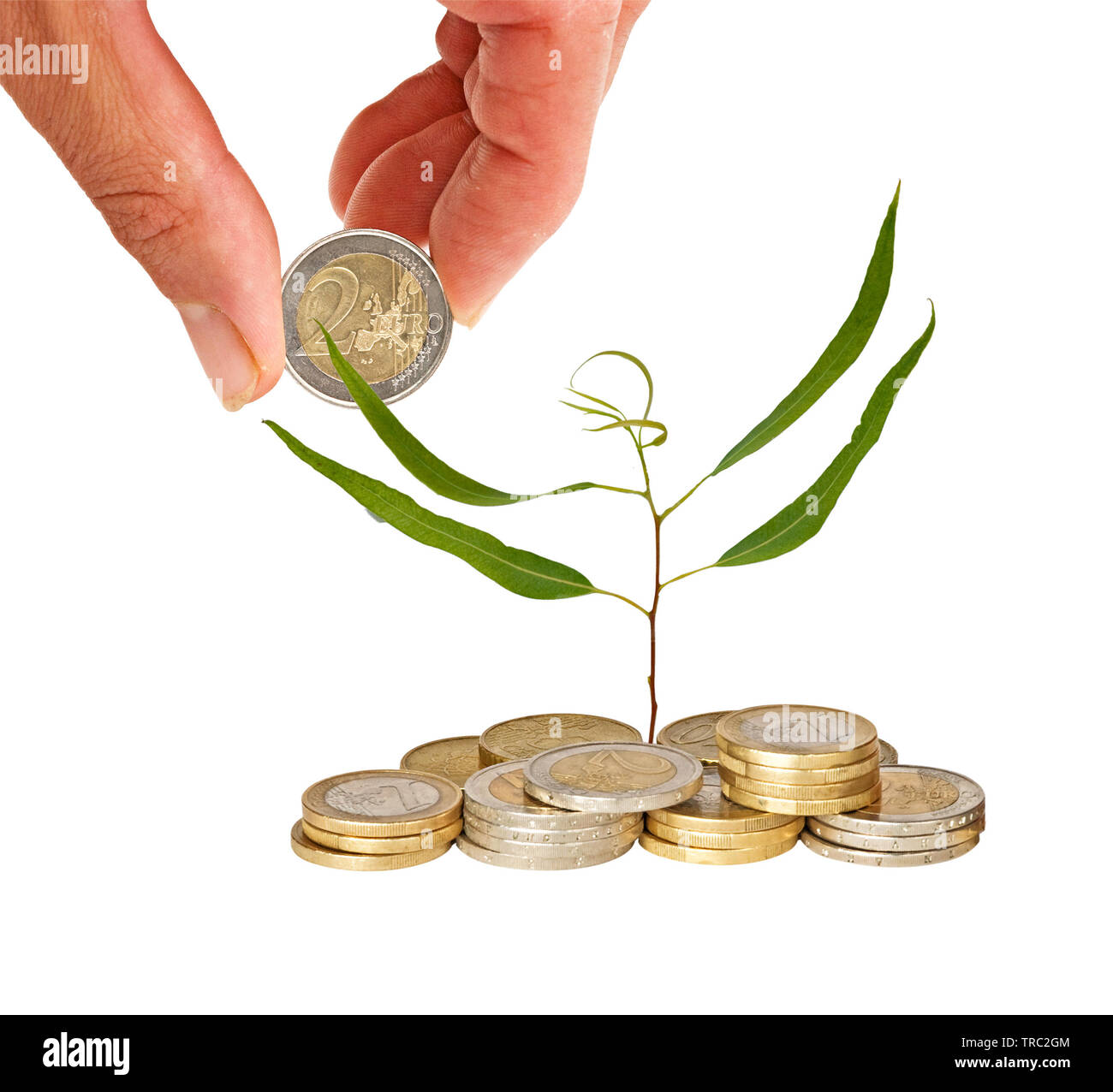Tree growing from coins Stock Photo - Alamy