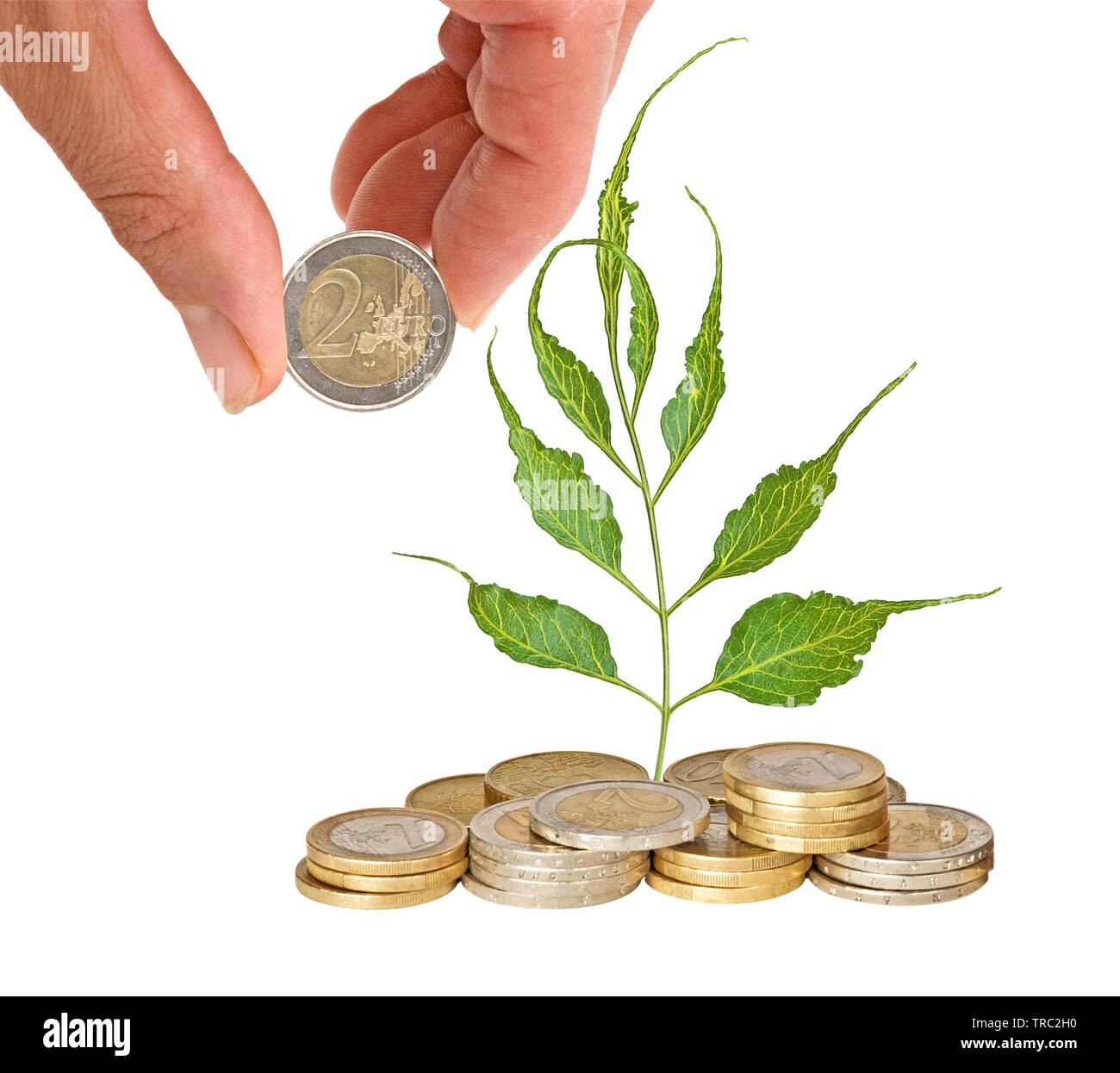 Tree growing from coins Stock Photo - Alamy