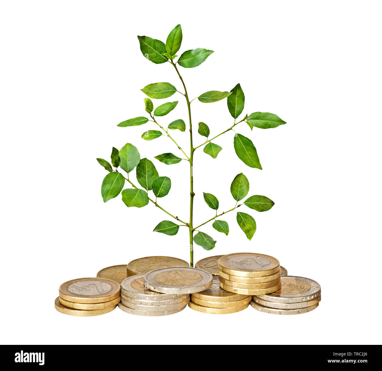 Tree growing from pile of coins Stock Photo - Alamy