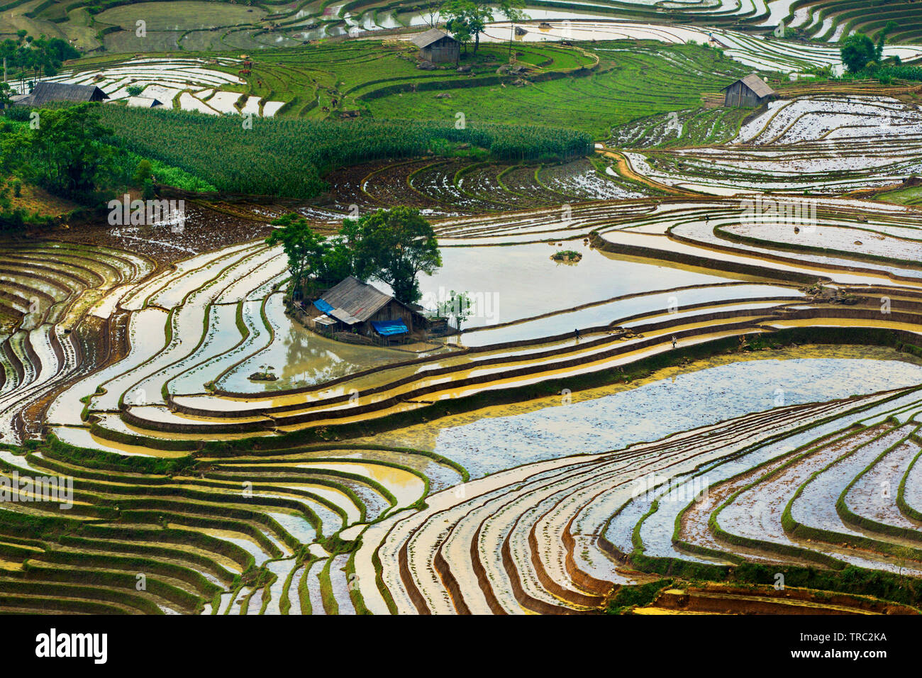 Terraced watered rice fields hi-res stock photography and images - Alamy