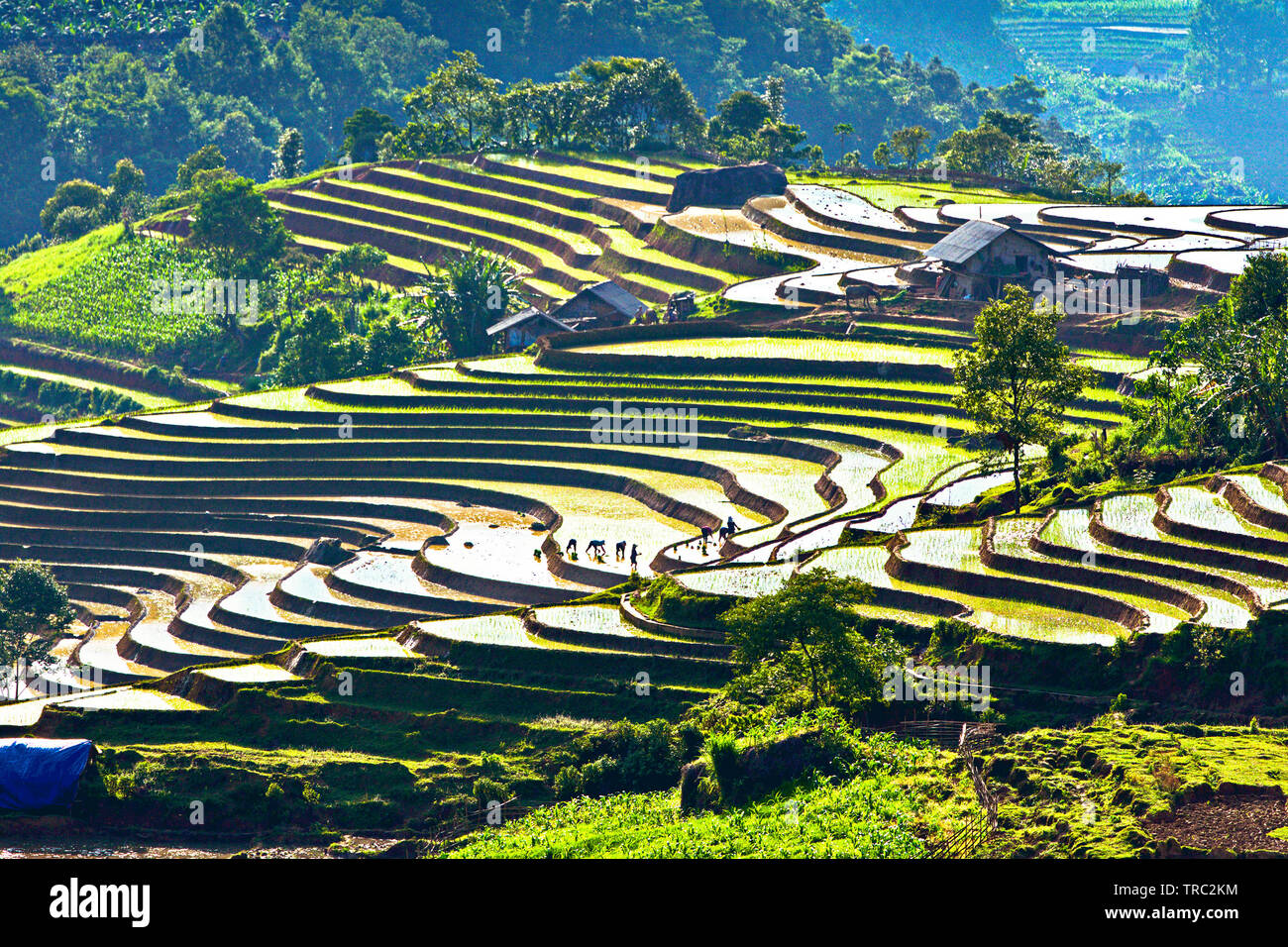 Terraced watered rice fields hi-res stock photography and images - Alamy