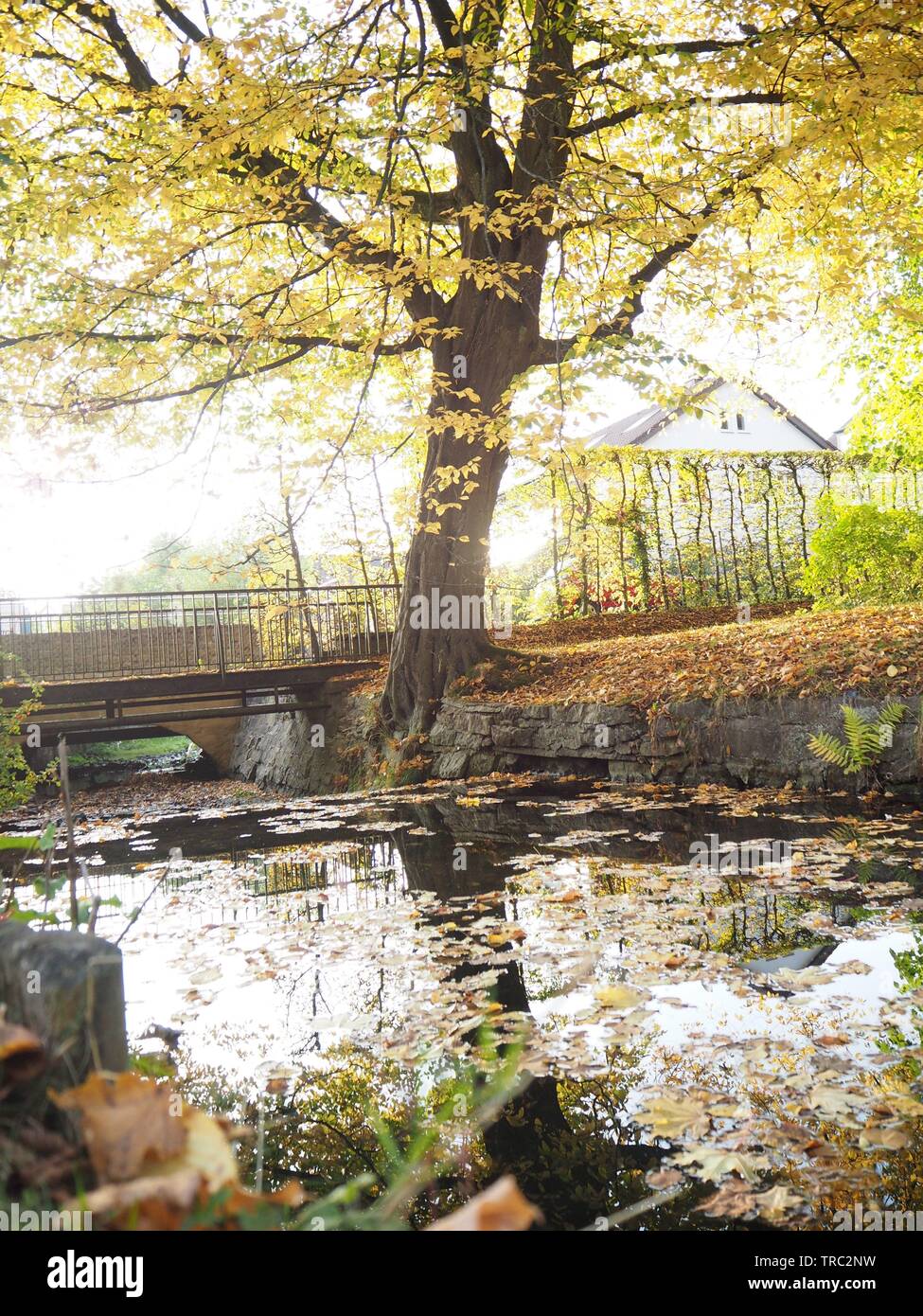 Tree next to pond hi-res stock photography and images - Alamy