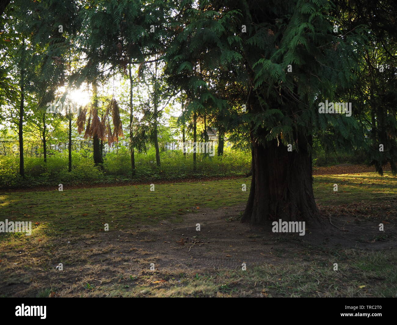 Old tree sunlight ray leaves hi-res stock photography and images - Alamy
