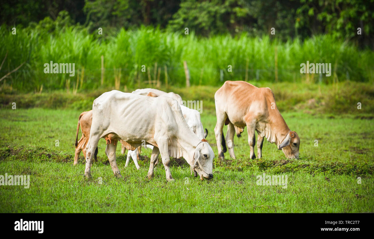 Asia cow grazing grass on field agriculture farm in the countryside ...