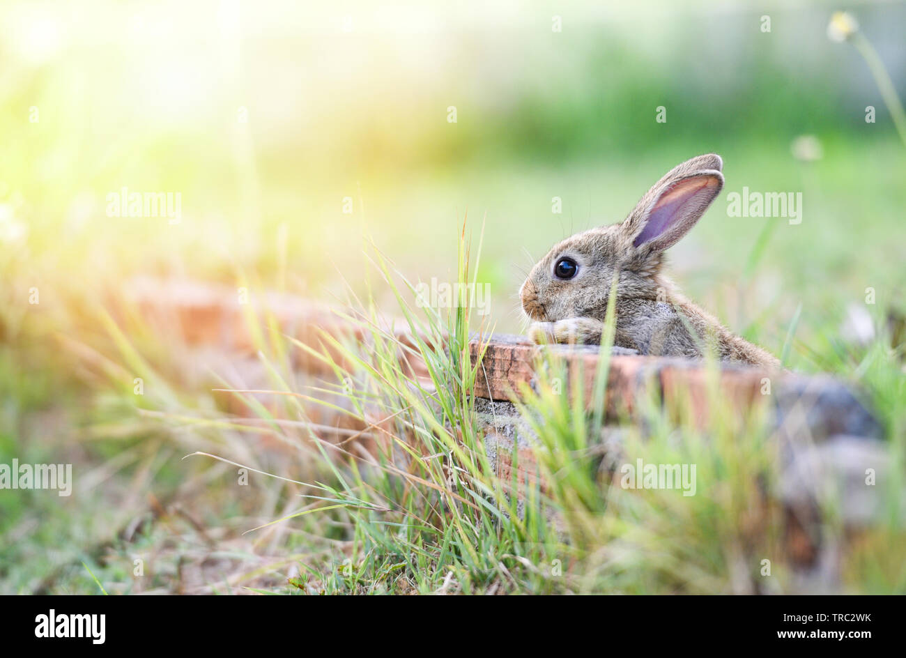 Cute rabbit sitting on brick wall and green field spring meadow ...