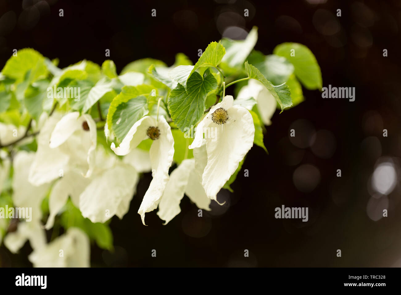 Hankerchief tree hi-res stock photography and images - Alamy