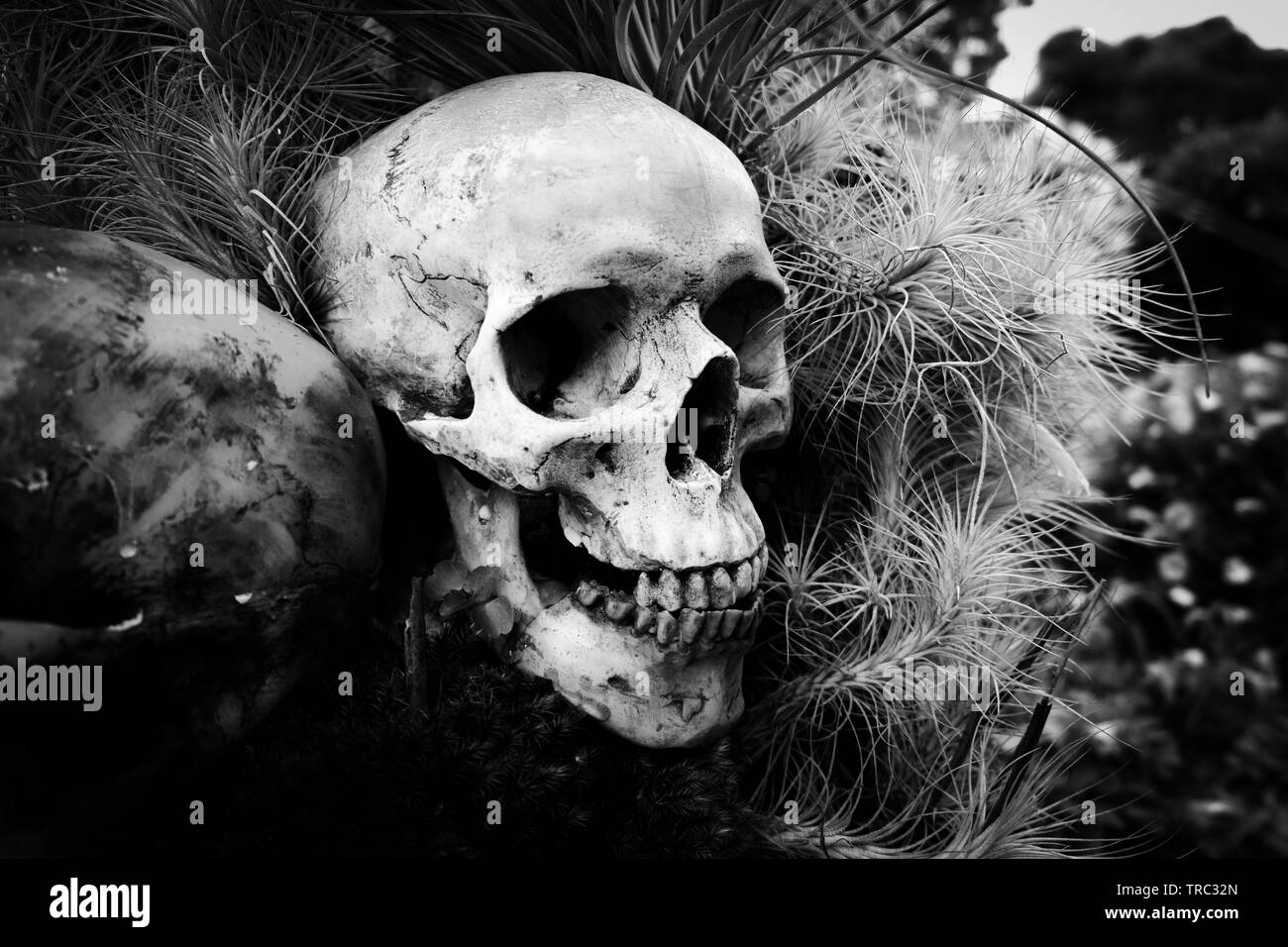 Seamless pattern tropical monochrome Black and White Stock Photos ...