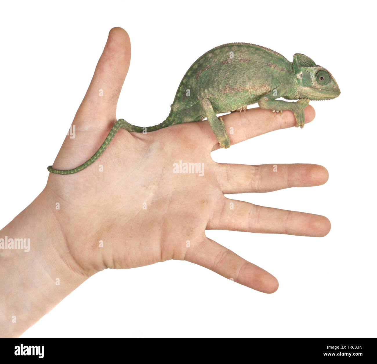 Chameleon on hand Stock Photo - Alamy