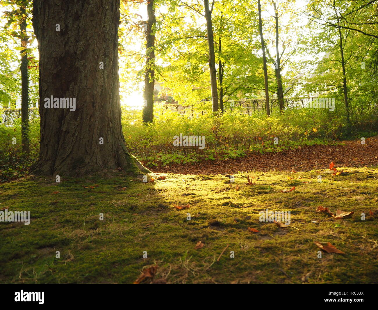 Sunset shining tree trunks hi-res stock photography and images - Alamy