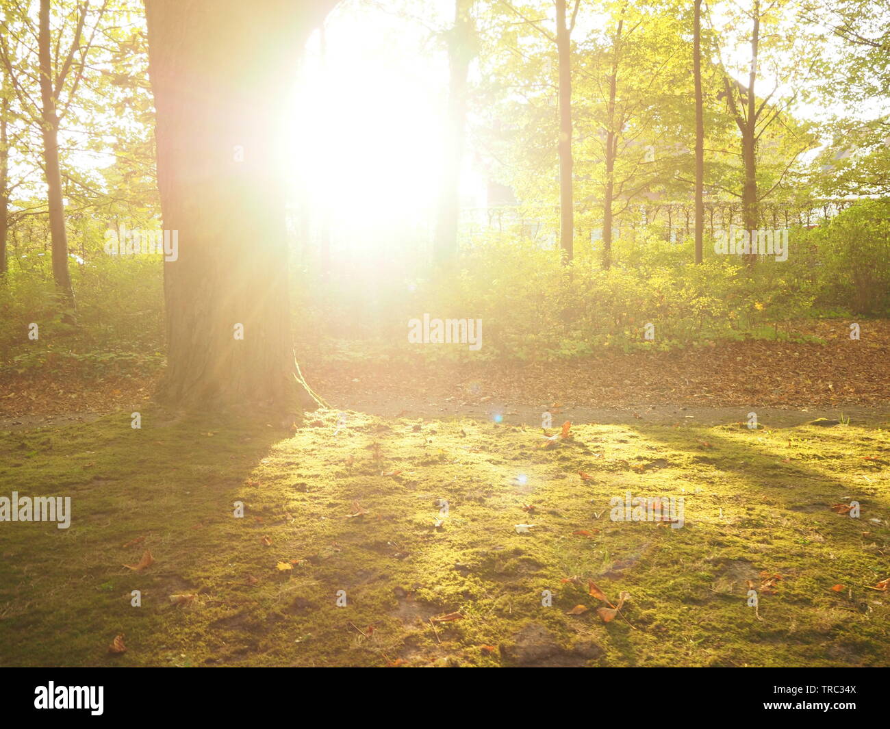 Sunset shining tree trunks hi-res stock photography and images - Alamy