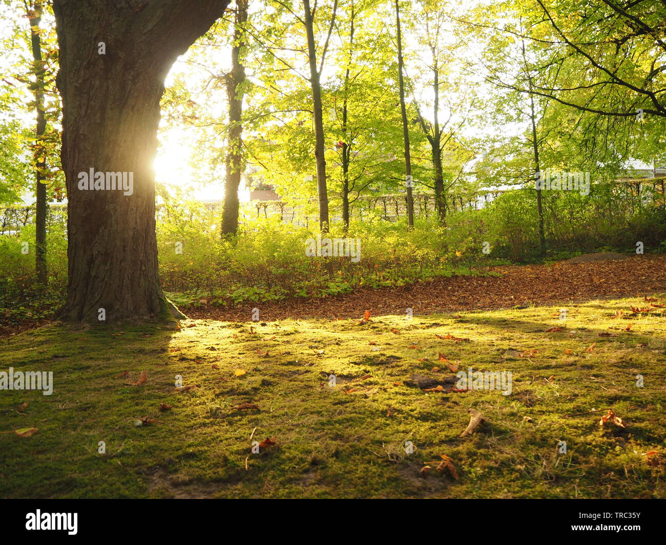 Sunset sunlight is shining through the trees trunks on a beautiful ...