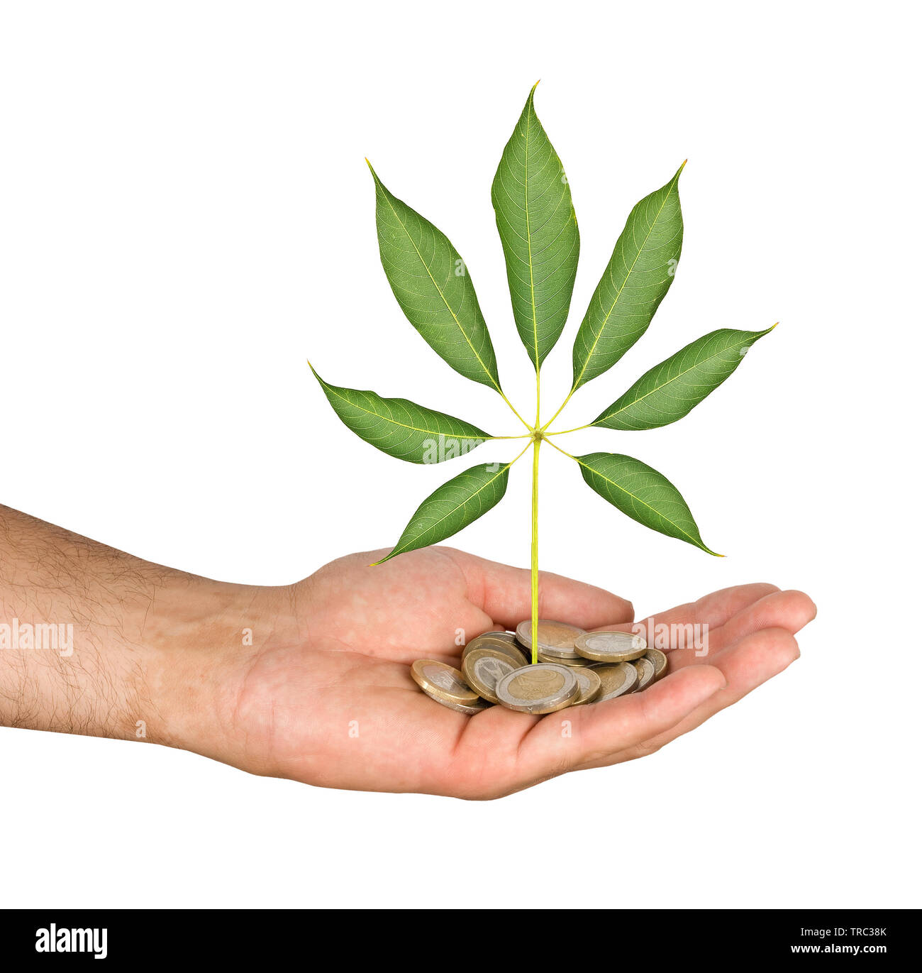 Palm with a tree growng from pile of coins Stock Photo - Alamy
