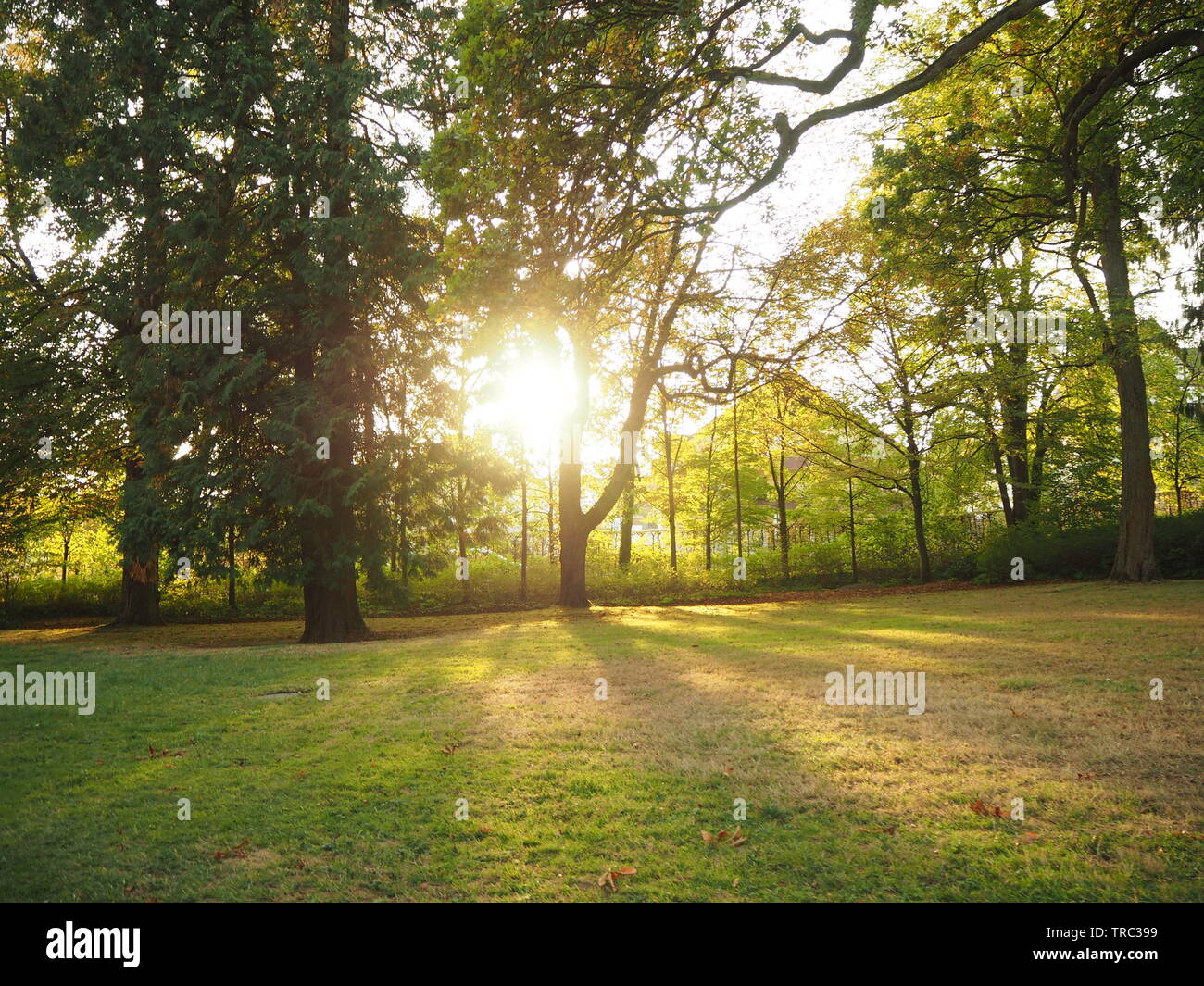 Sunset Shining Tree Trunks High Resolution Stock Photography and Images ...