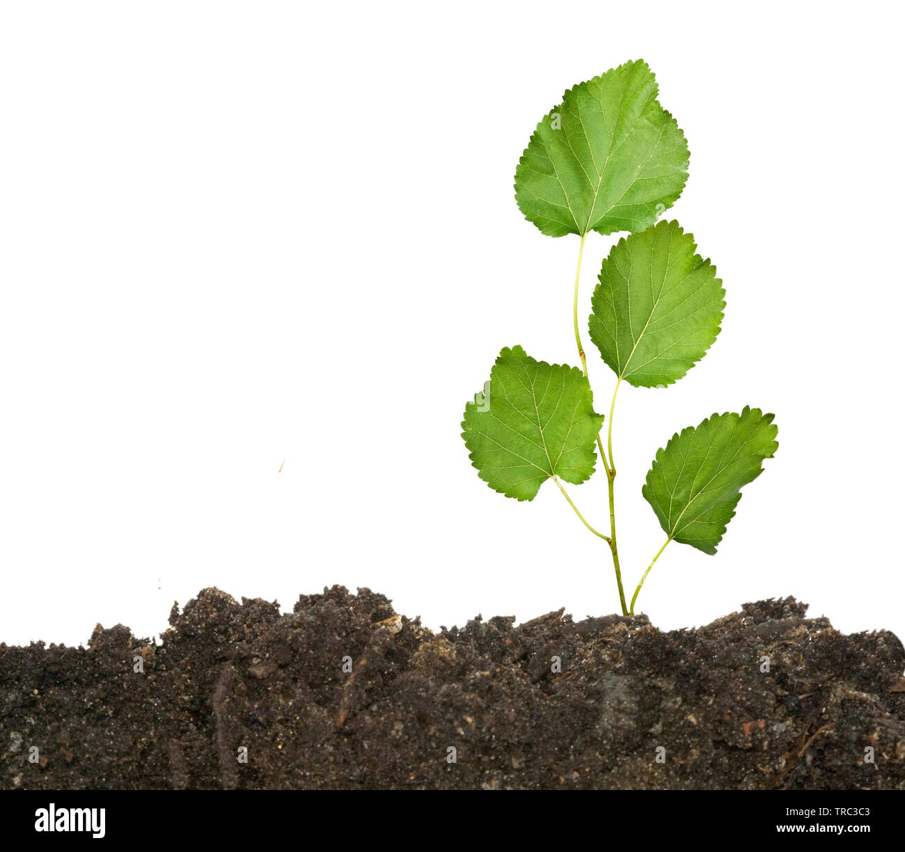 Tree seedling growing from soil Stock Photo - Alamy