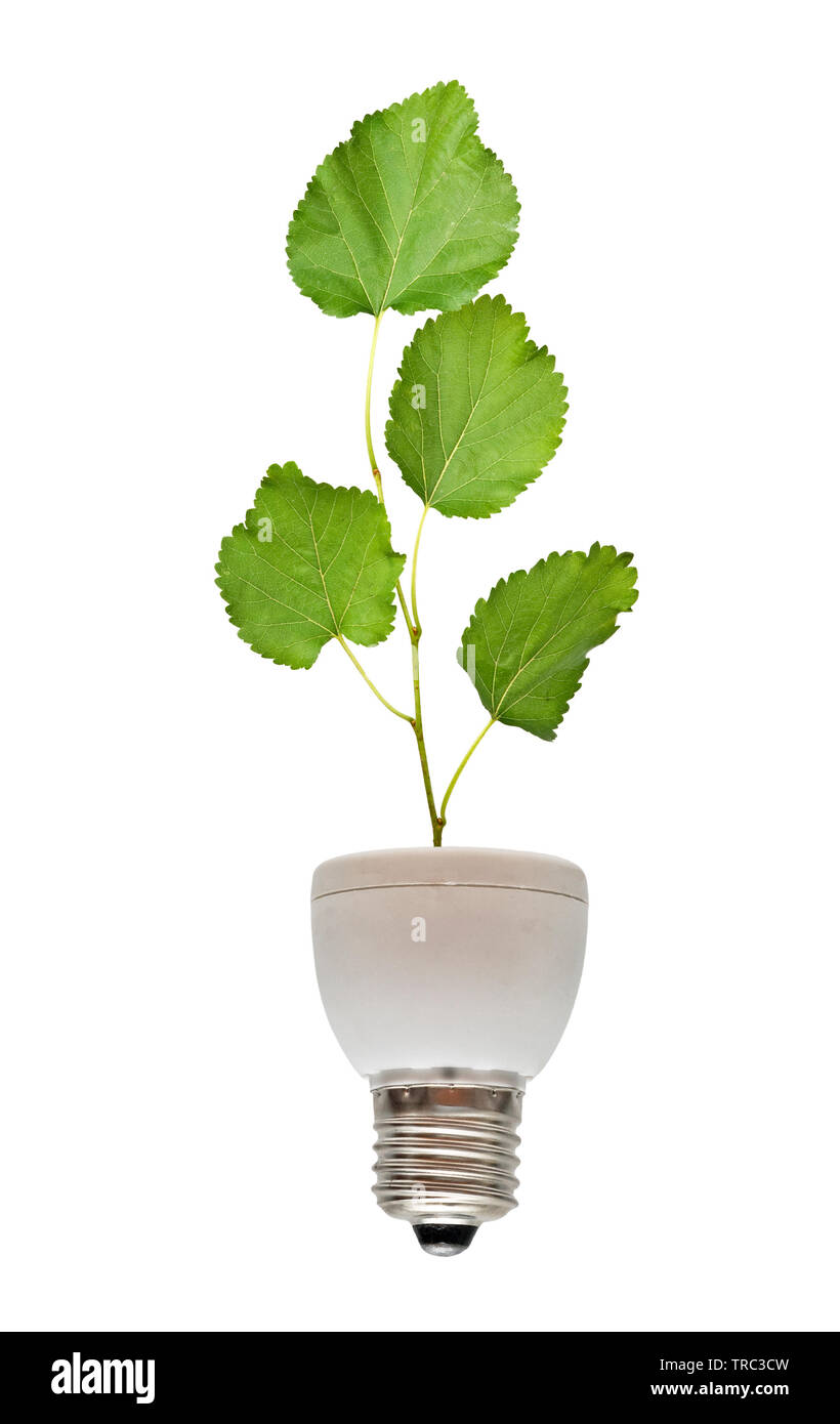 Tree growing from base of fluorescent lamp Stock Photo - Alamy