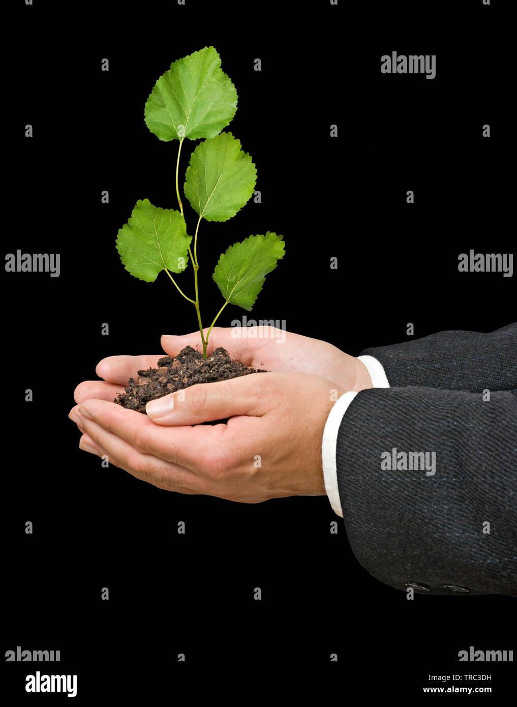 sprout in palms as a symbol of nature protection Stock Photo - Alamy