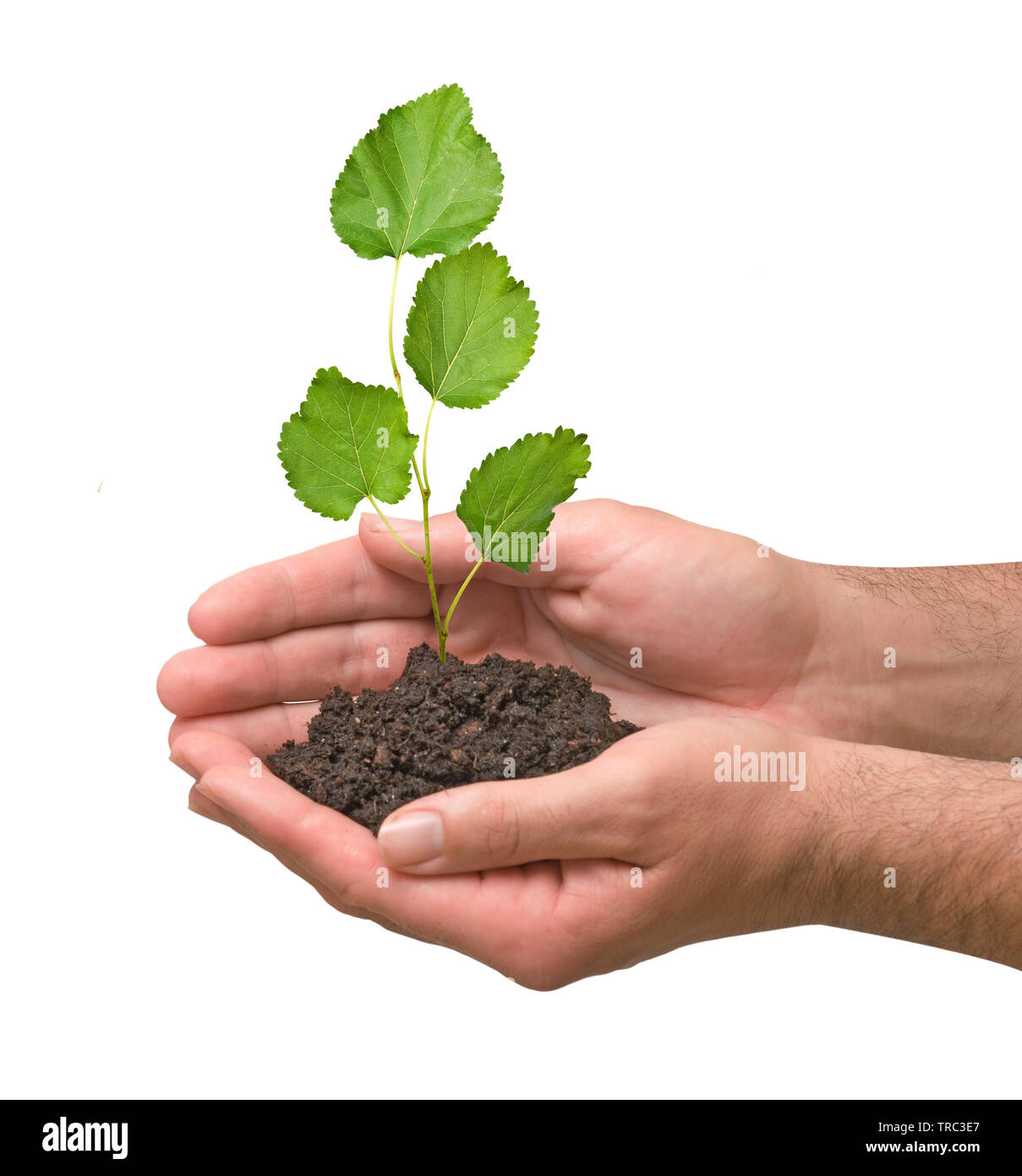 Tree in palms as a symbol of nature protection Stock Photo - Alamy