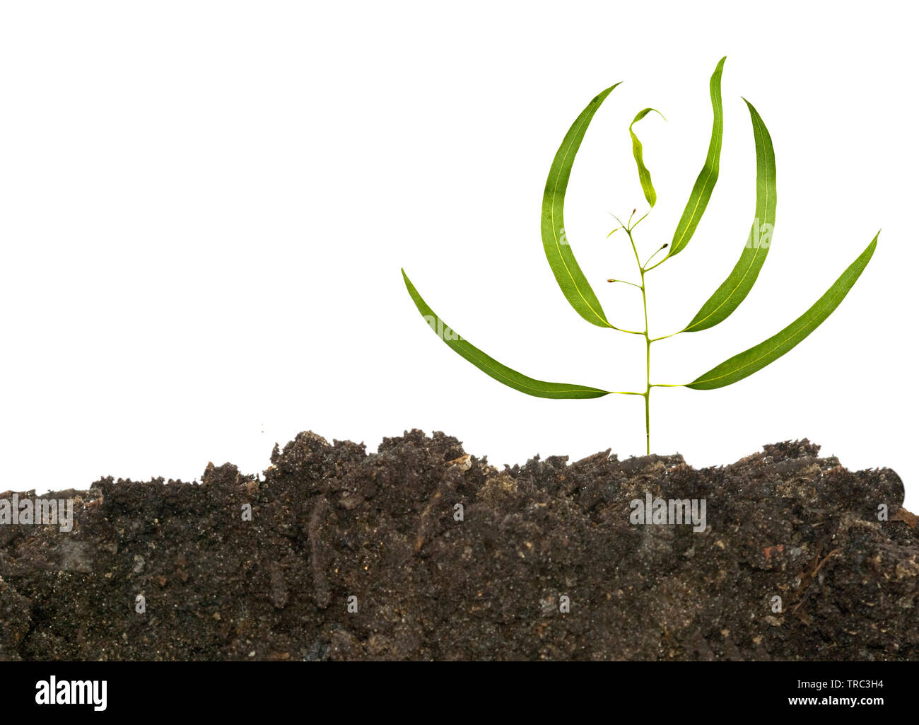 Tree seedling growing from soil Stock Photo - Alamy