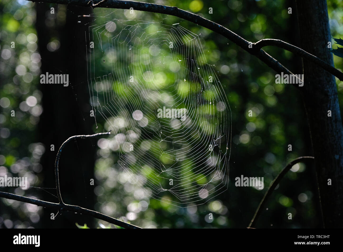 Spider Web In Tree Stock Photos & Spider Web In Tree Stock Images - Alamy