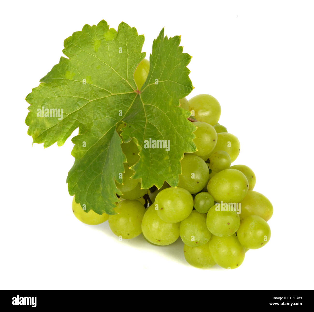 Grapevine isolated on white background Stock Photo - Alamy
